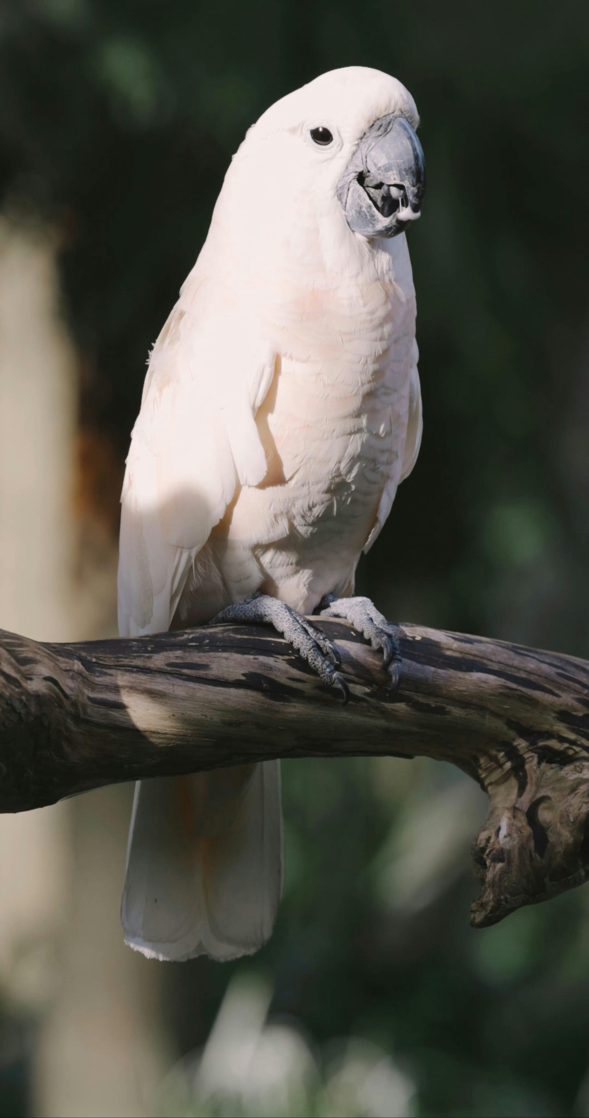 Indoor Aviary Videos, Download The BEST Free 4k Stock Video Footage ...