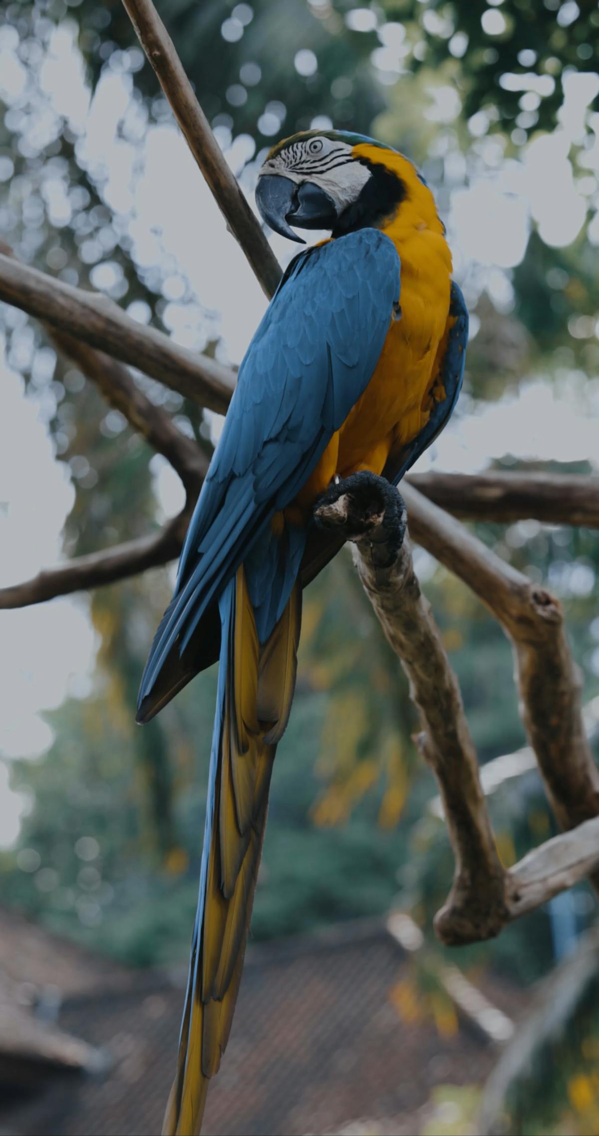 Zoo Animal Videos, Download The BEST Free 4k Stock Video Footage & Zoo ...