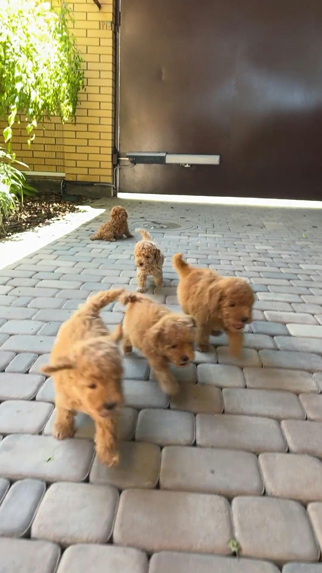 Multiple Puppies Videos, Download The BEST Free 4k Stock Video Footage ...