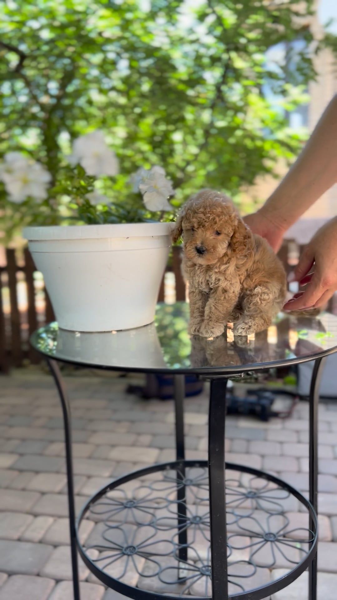Poodle Puppy on a Glass Table Free Stock Video Footage, Royalty-Free 4K ...