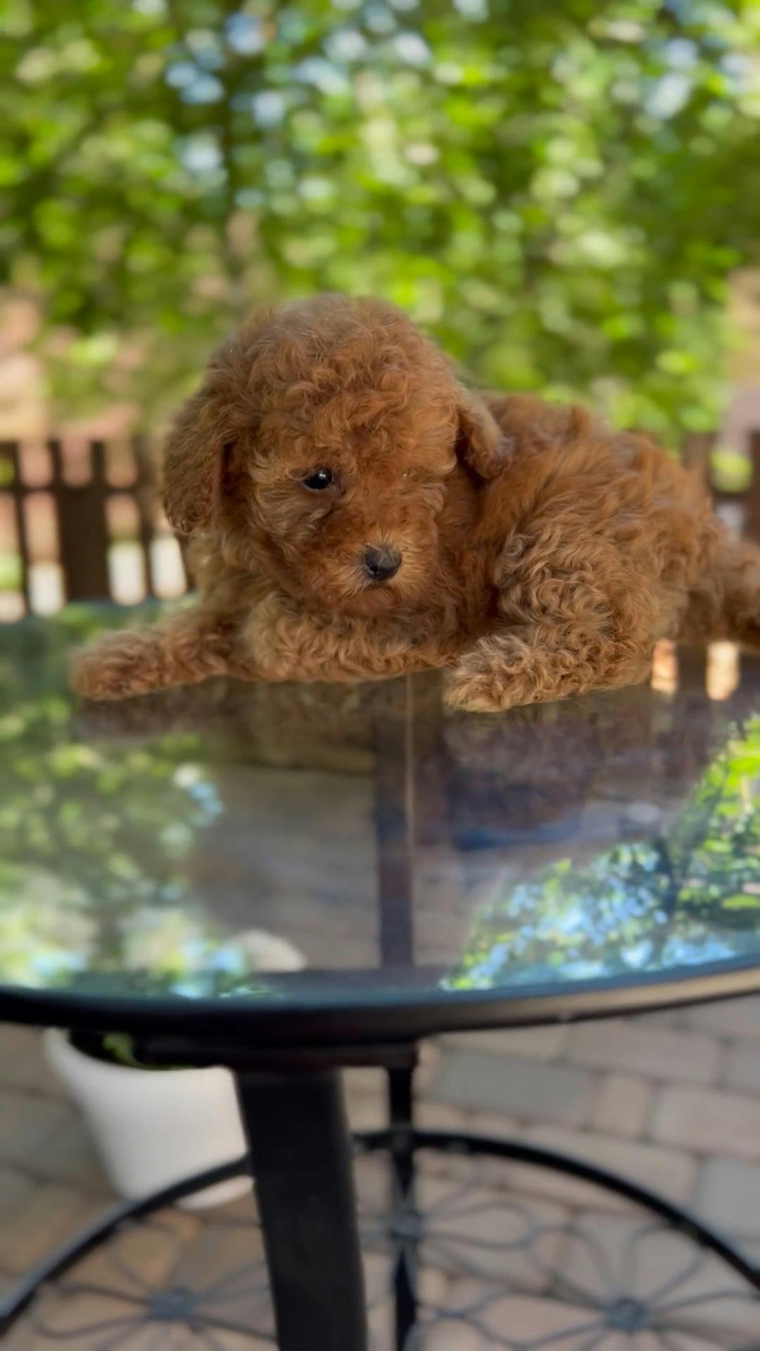 Young Poodle Puppy on a Glass Table Free Stock Video Footage, Royalty ...