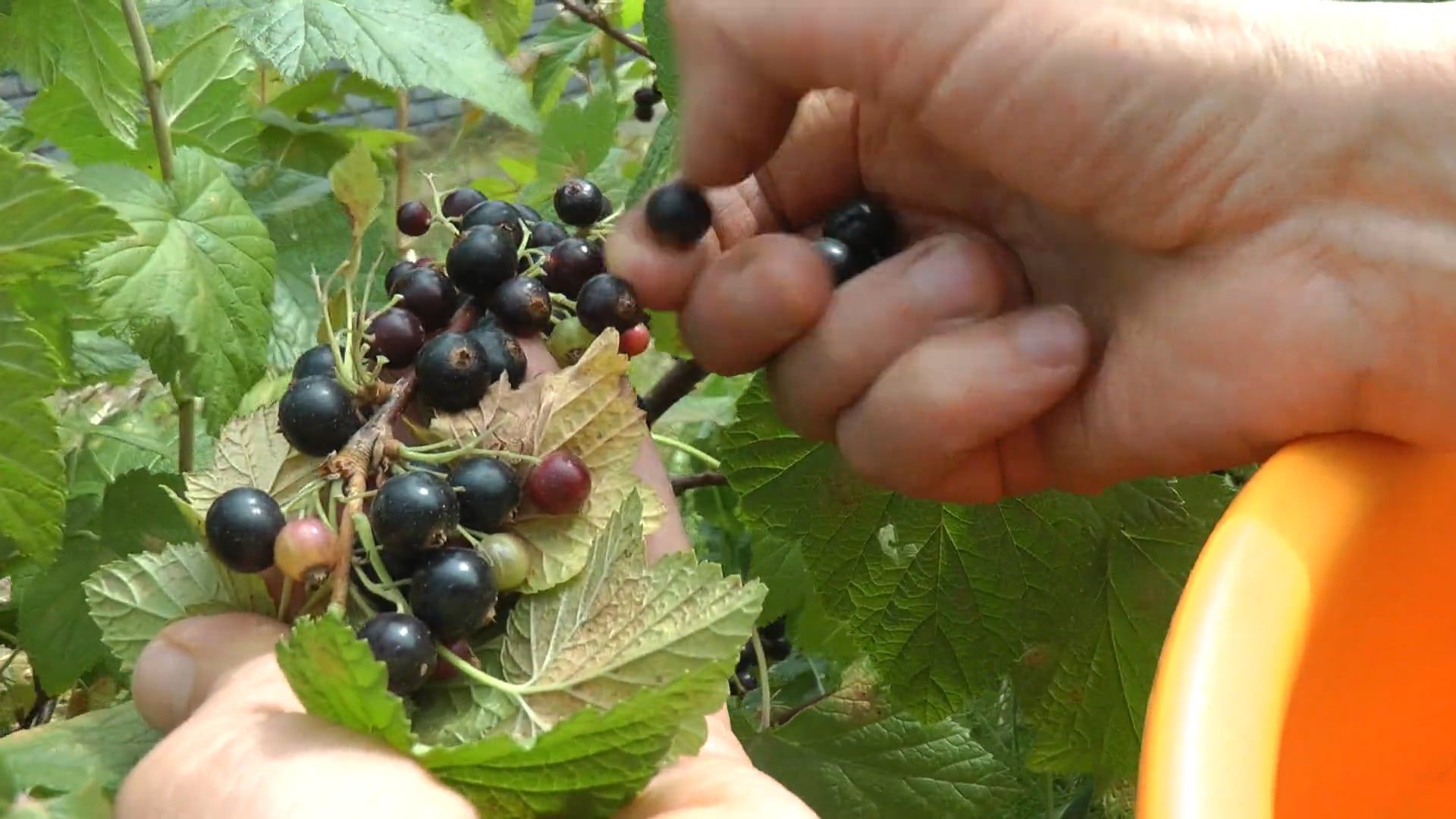 Picking Berries Free Stock Video Footage, Royalty-Free 4K & HD Video Clip