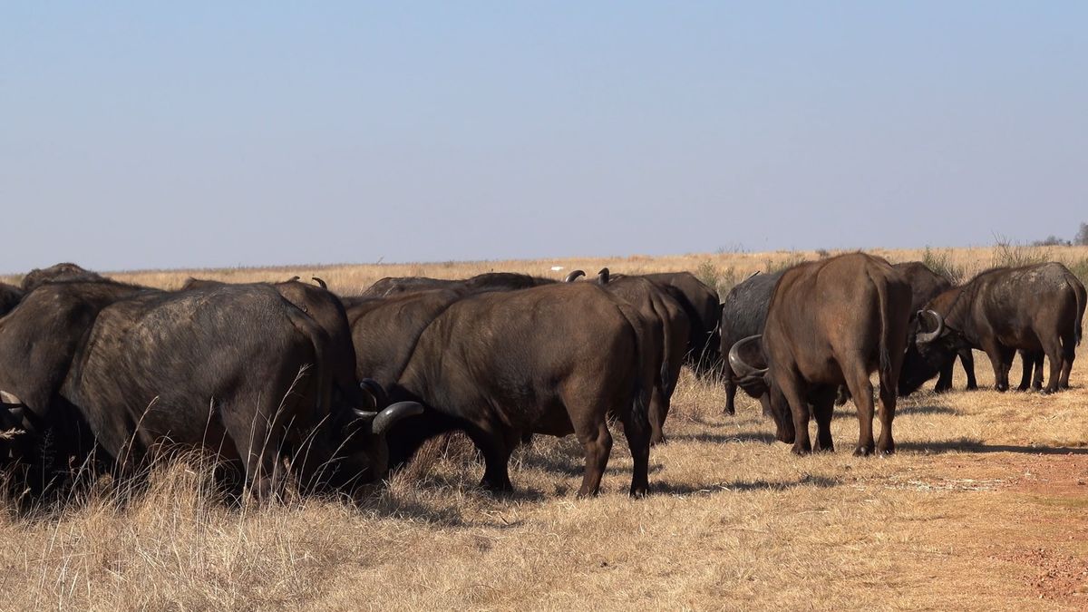 Cape Buffalo Videos, Download The BEST Free 4k Stock Video Footage ...