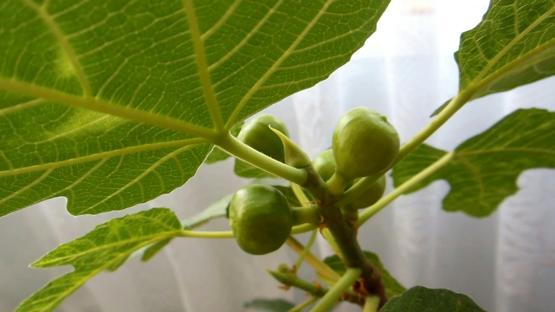 Fig Trees Videos, Download The BEST Free 4k Stock Video Footage & Fig ...