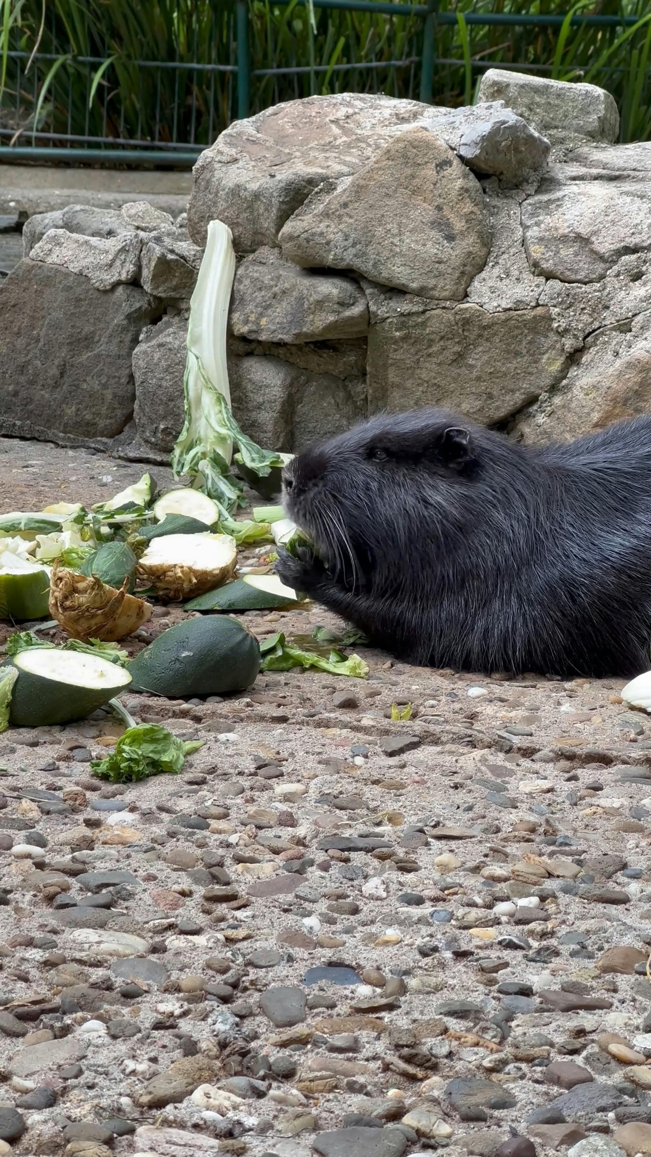 Beaver Feeding on Fruit in a Zoo Free Stock Video Footage, Royalty-Free ...