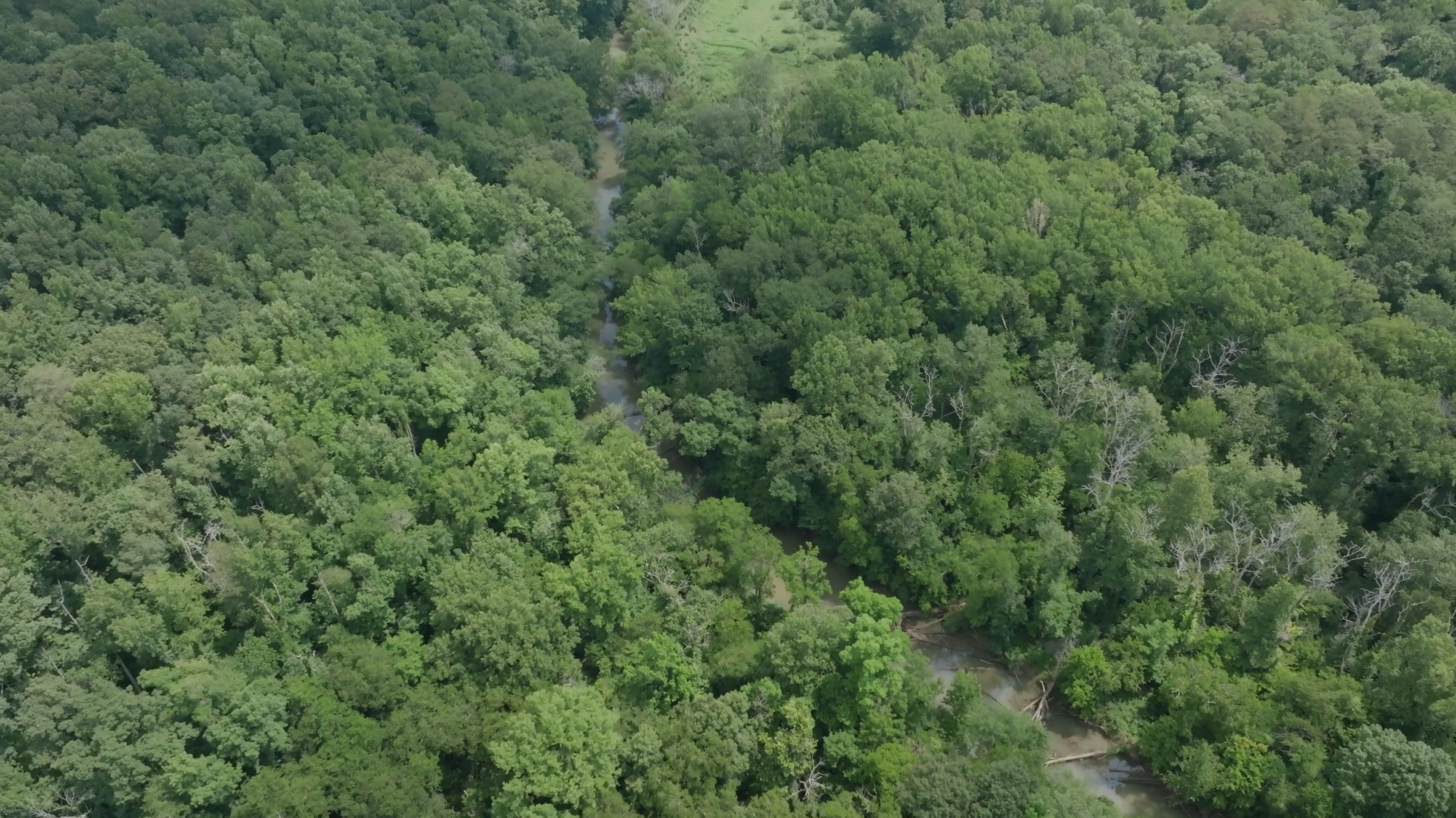 Drone Footage of a Green Forest, Chattanooga, Tennessee, USA Free Stock ...