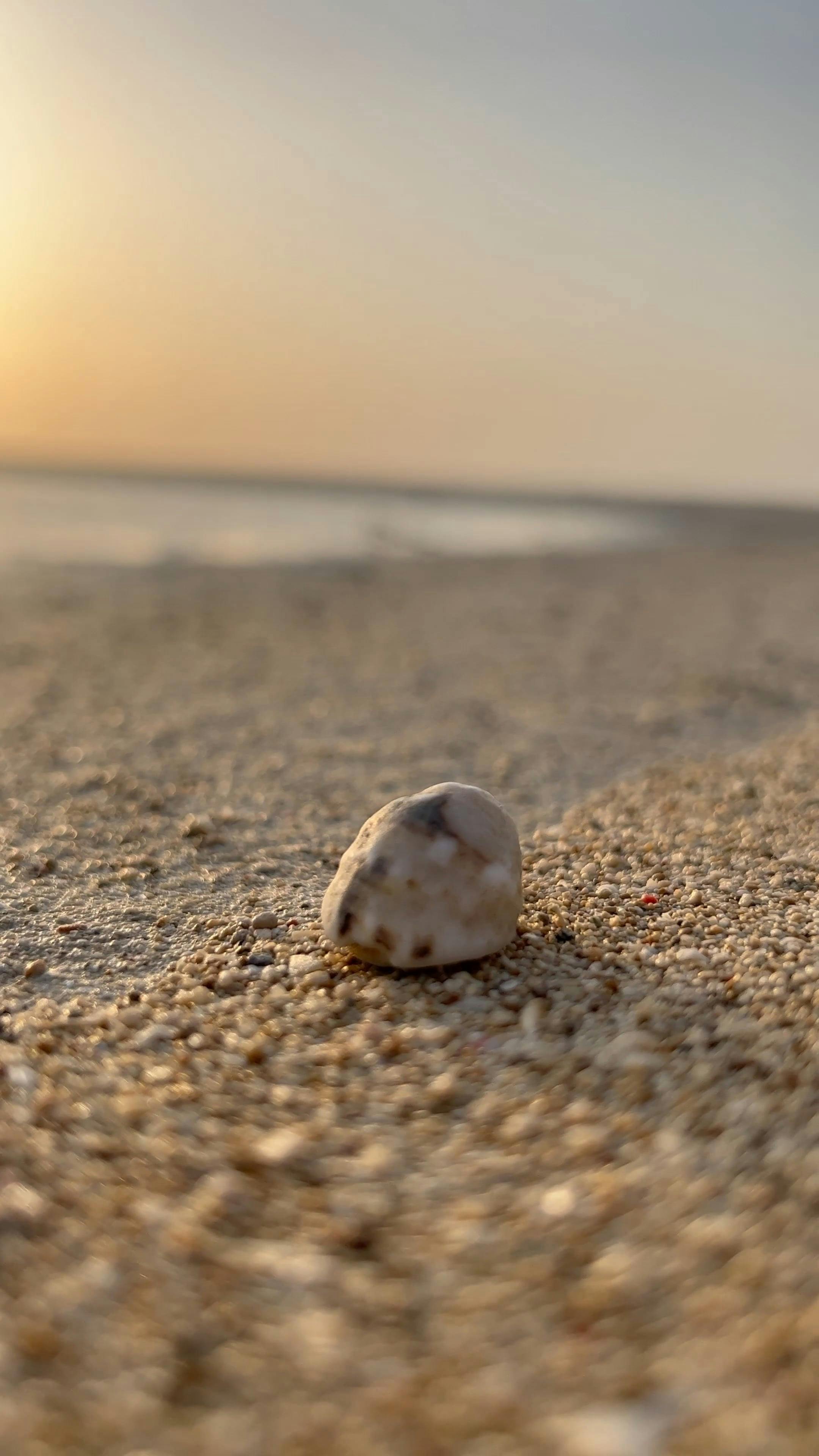 Seashell Video Videos, Download The BEST Free 4k Stock Video Footage ...