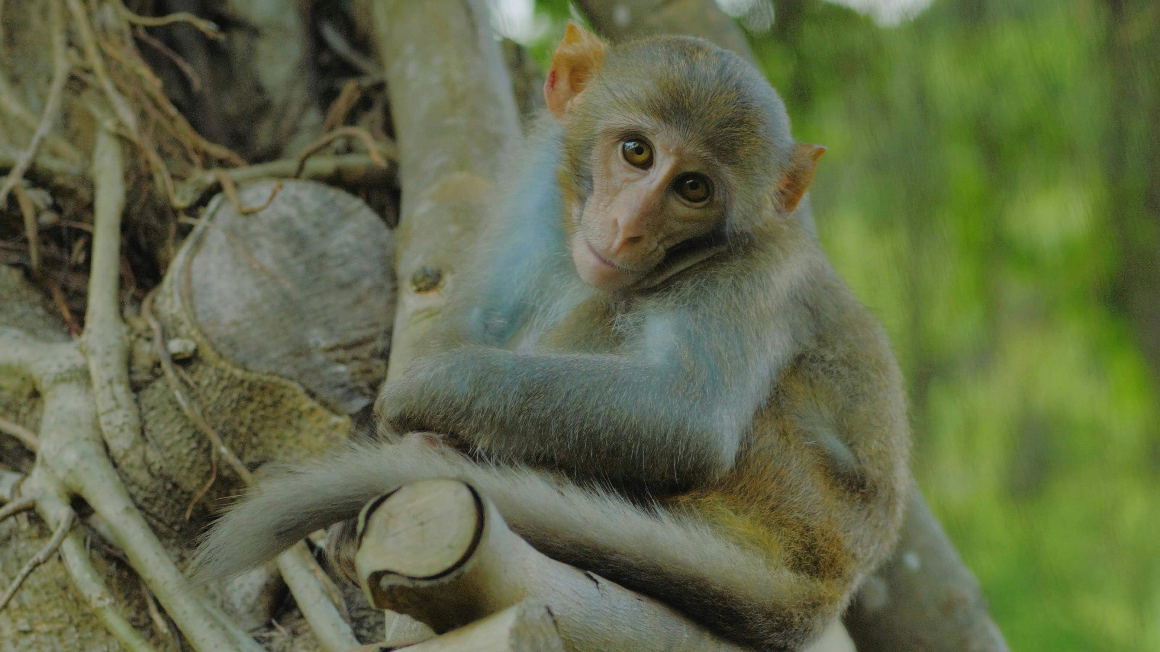 Monkey Rizz Videos, Download The BEST Free 4k Stock Video Footage ...