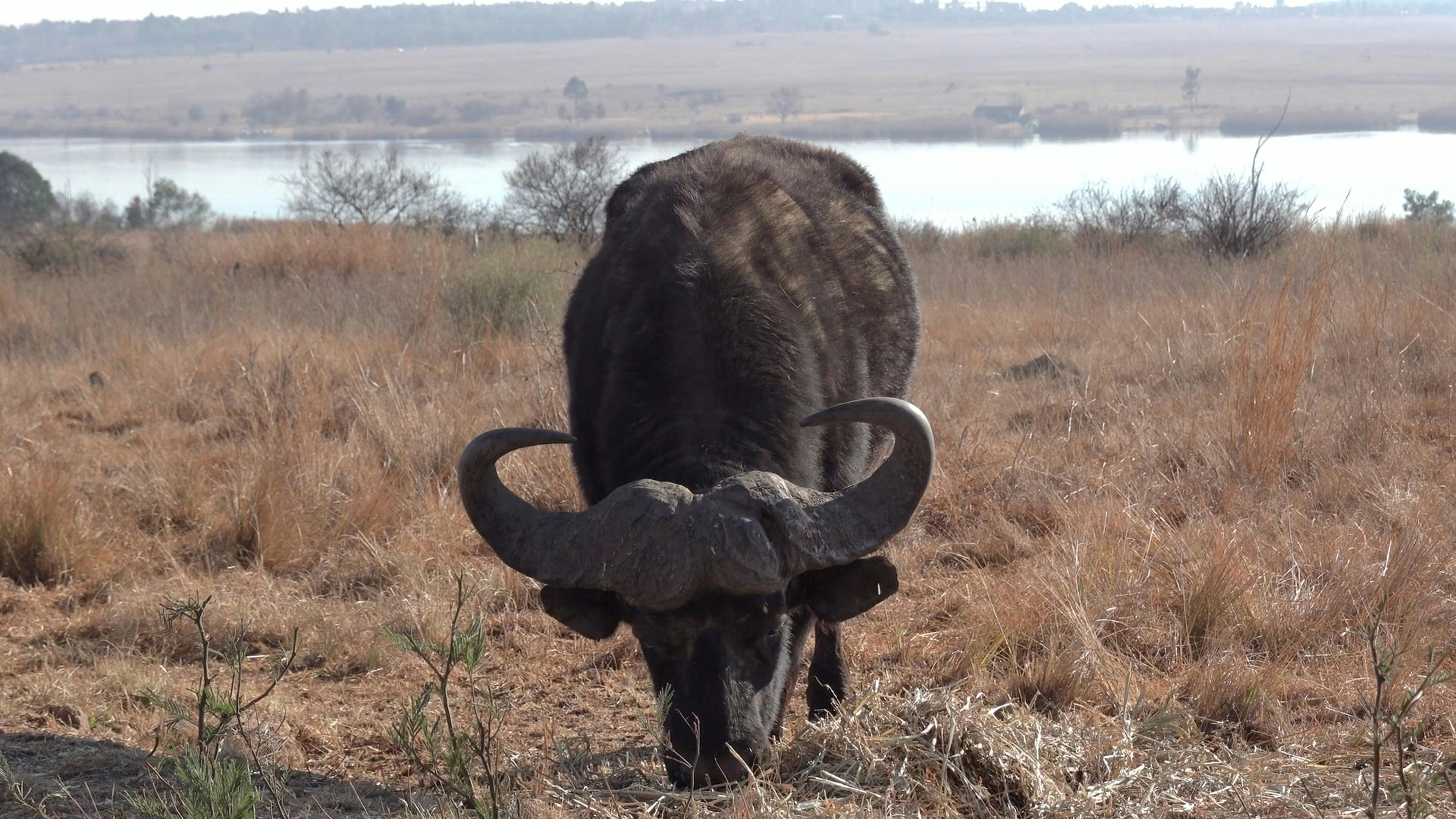 African Buffaloes Videos, Download The BEST Free 4k Stock Video Footage ...