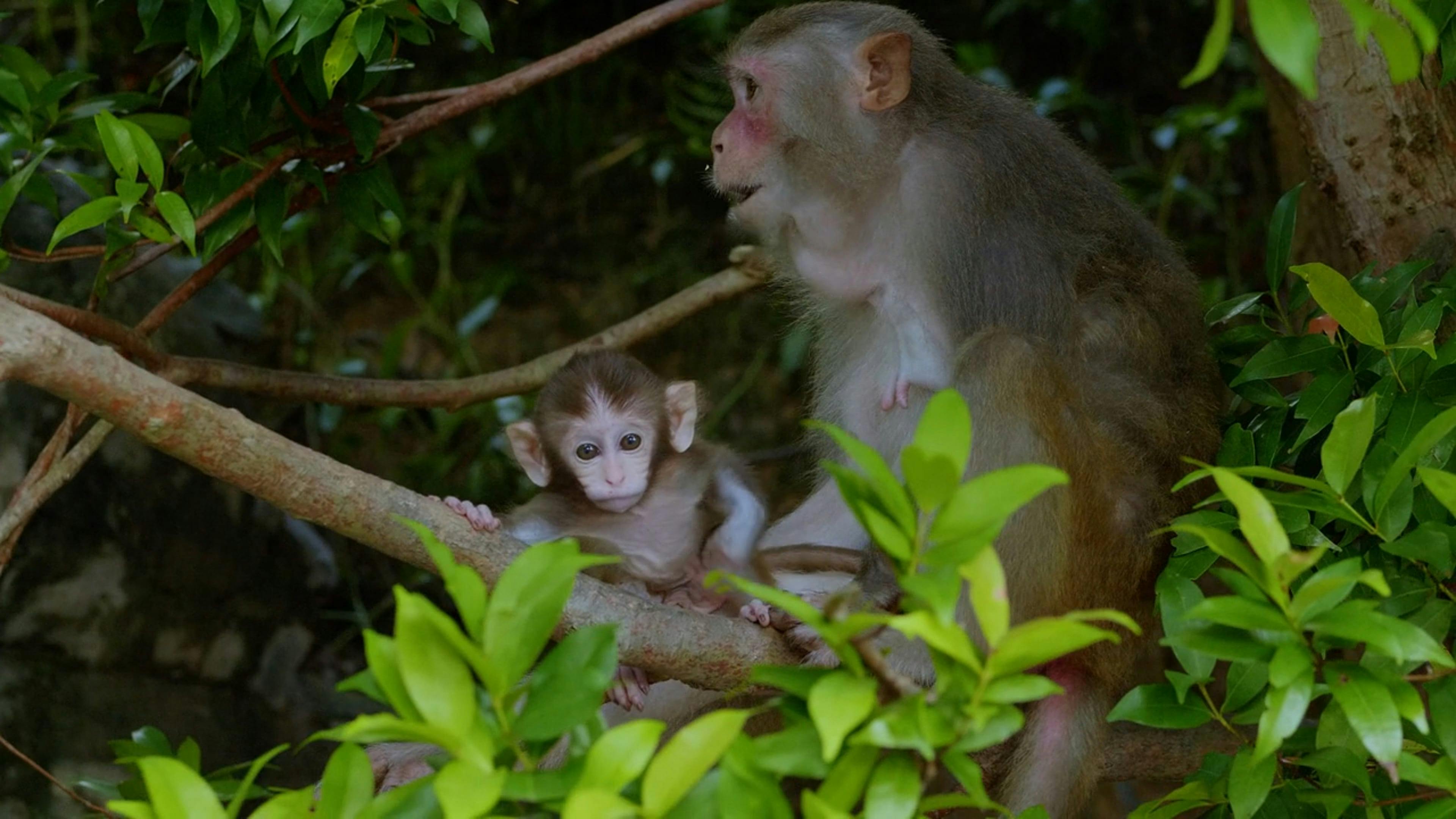 Monkey Evolution Videos, Download The BEST Free 4k Stock Video Footage ...