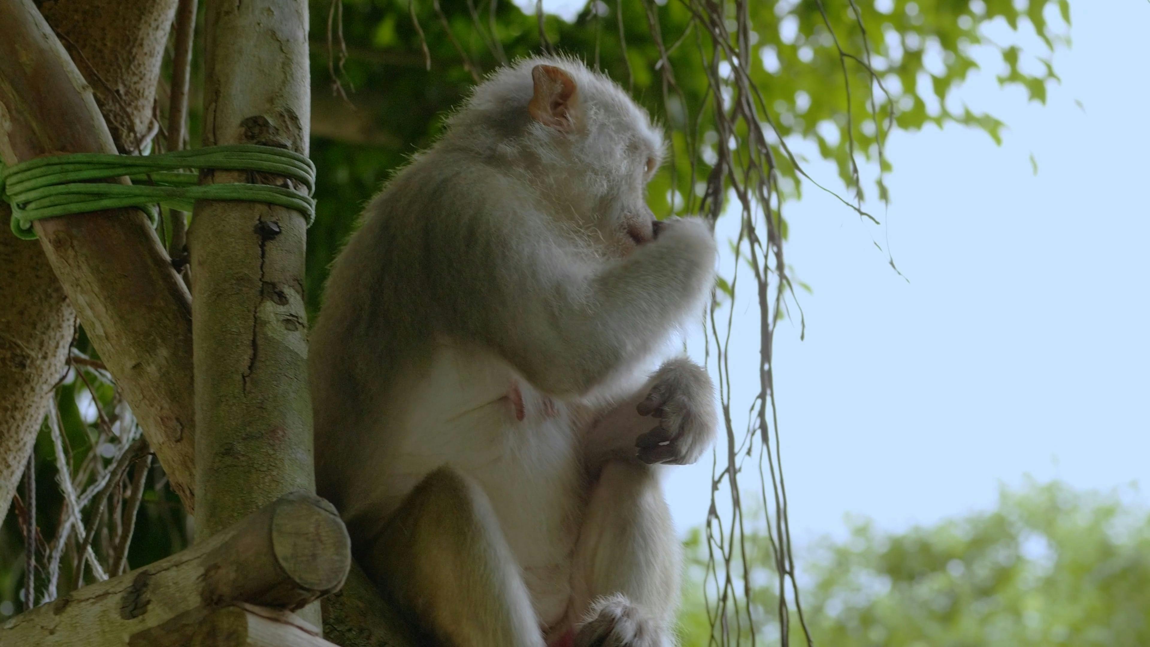 Animated Jungle Video Videos, Download The BEST Free 4k Stock Video ...