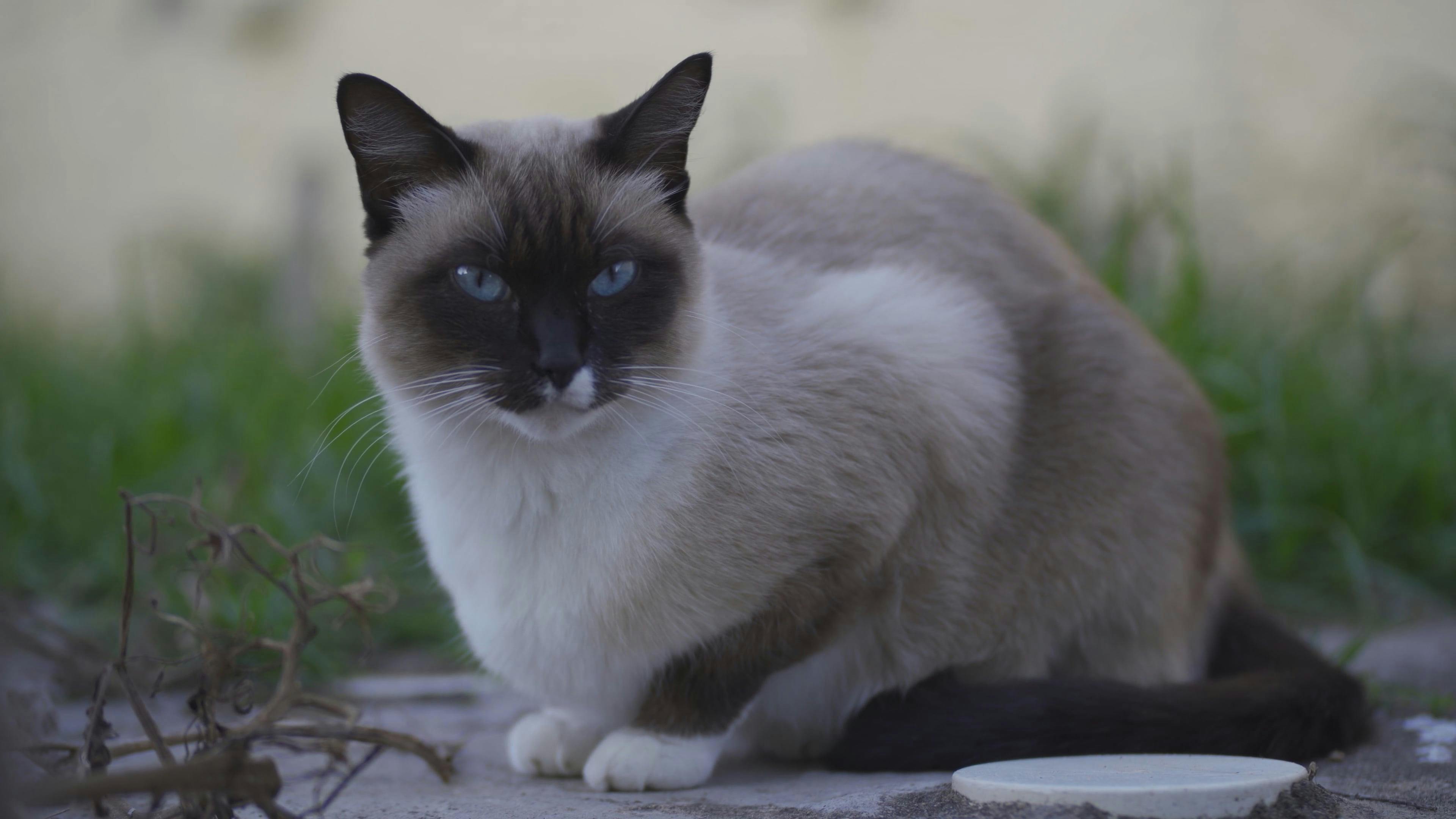 A Snowshoe Siamese Cat in a Garden Free Stock Video Footage, Royalty ...