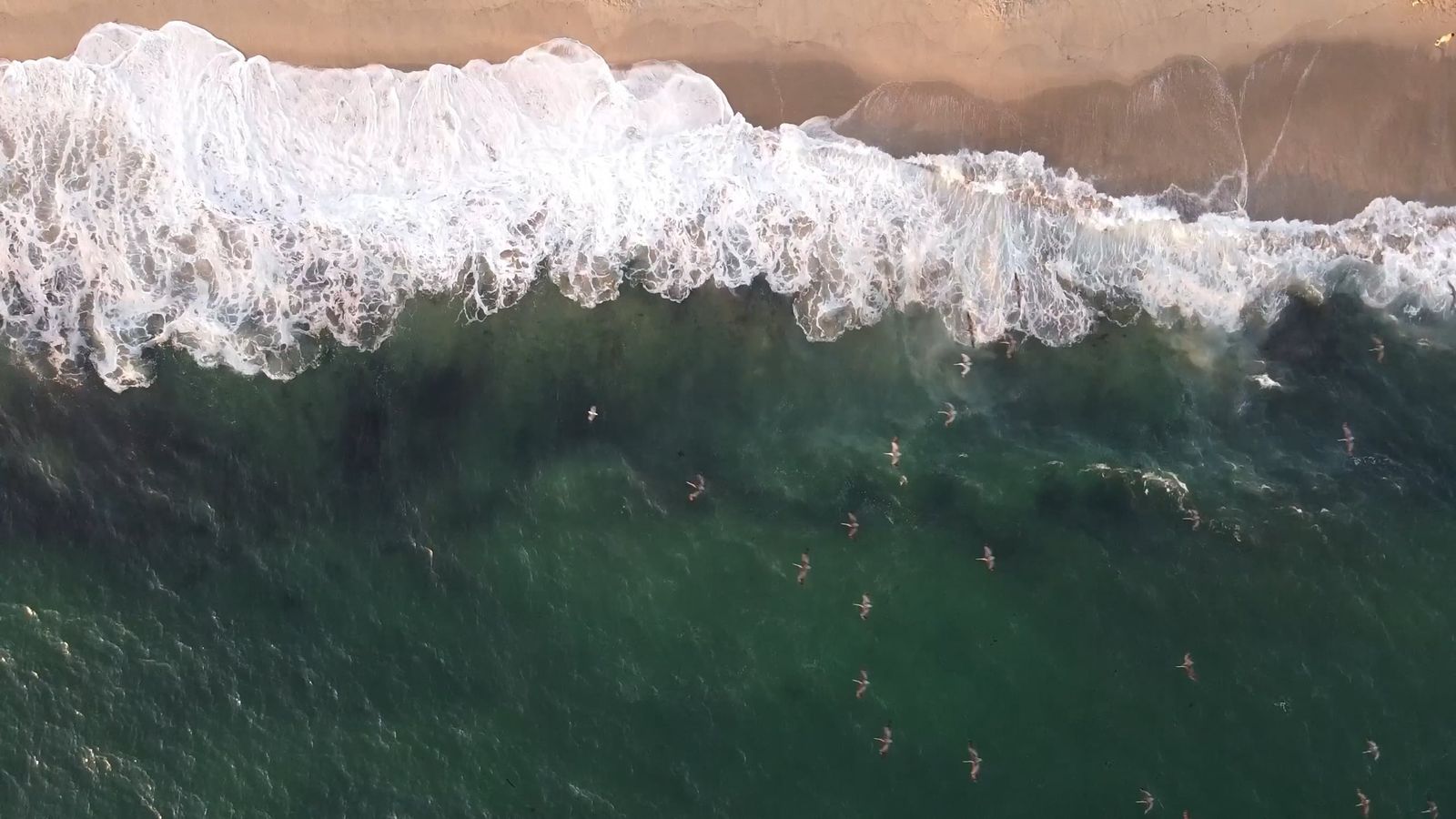 Top Down Flying Birds Videos, Download The BEST Free 4k Stock Video ...