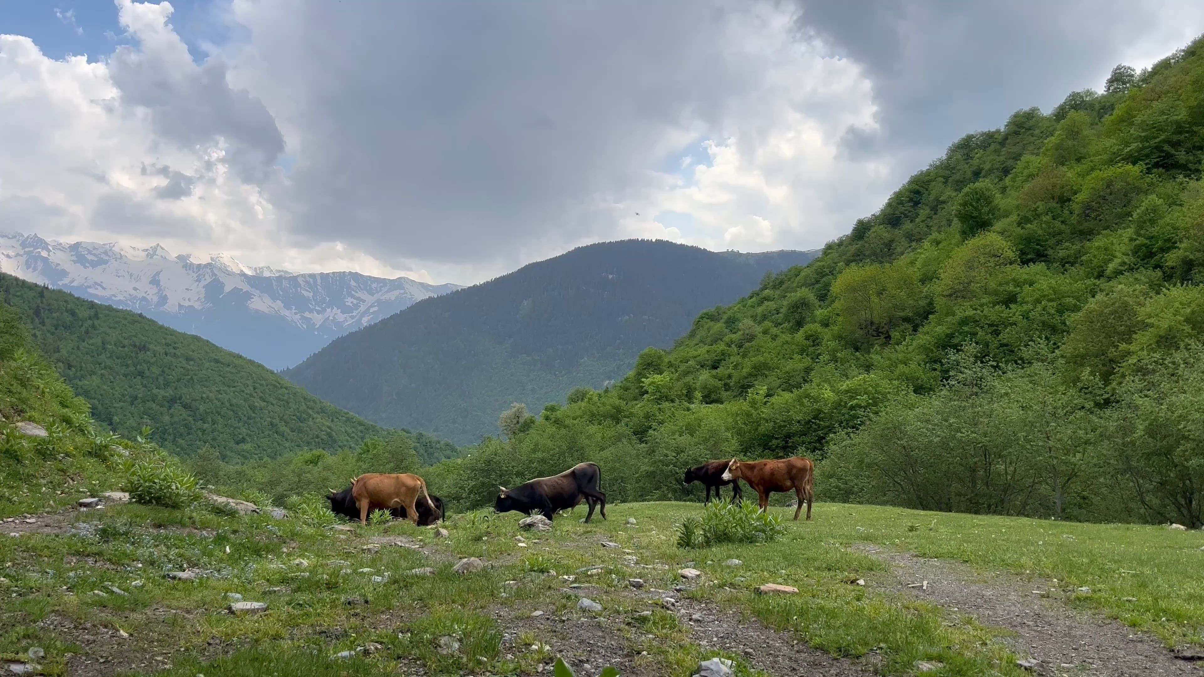 Cows in a Scenery with Mountains Free Stock Video Footage, Royalty-Free ...