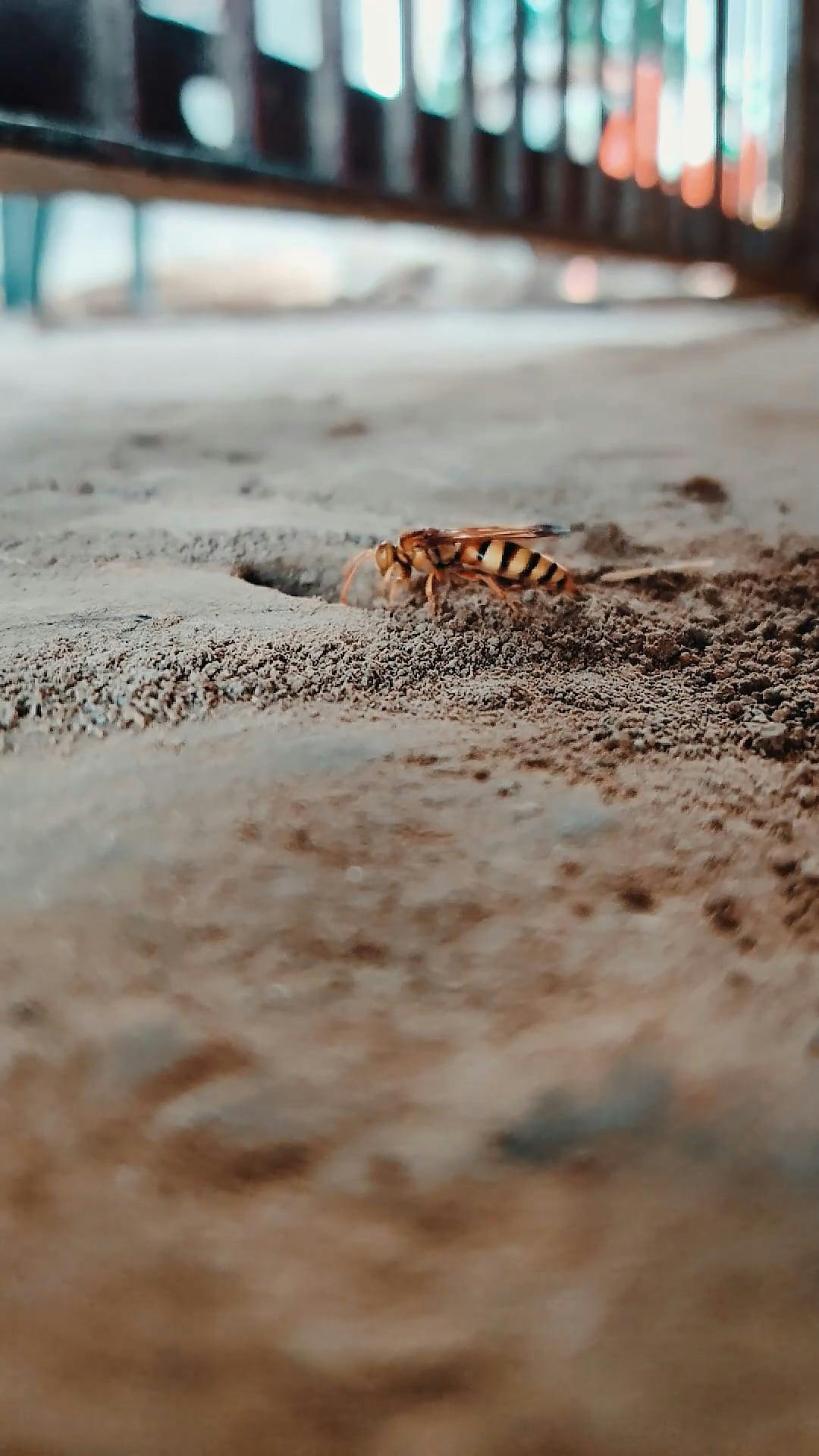 Wasp Digging a Hole in Sand Free Stock Video Footage, Royalty-Free 4K ...