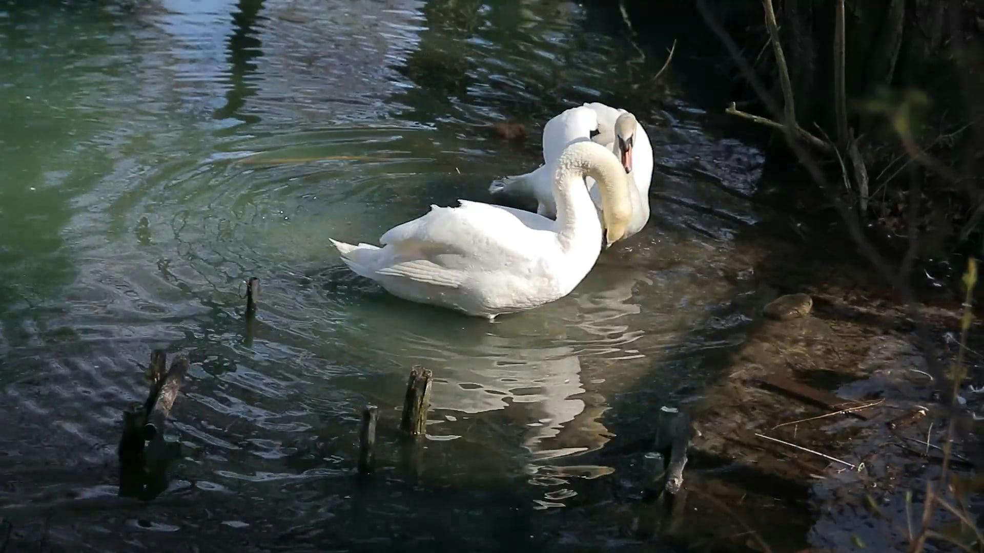 Swan in Water Free Stock Video Footage, Royalty-Free 4K & HD Video Clip