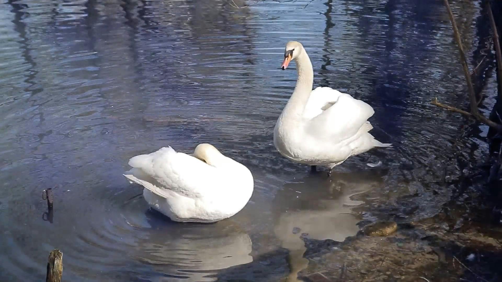 Swan In A Lake Free Stock Video Footage, Royalty-Free 4K & HD Video Clip