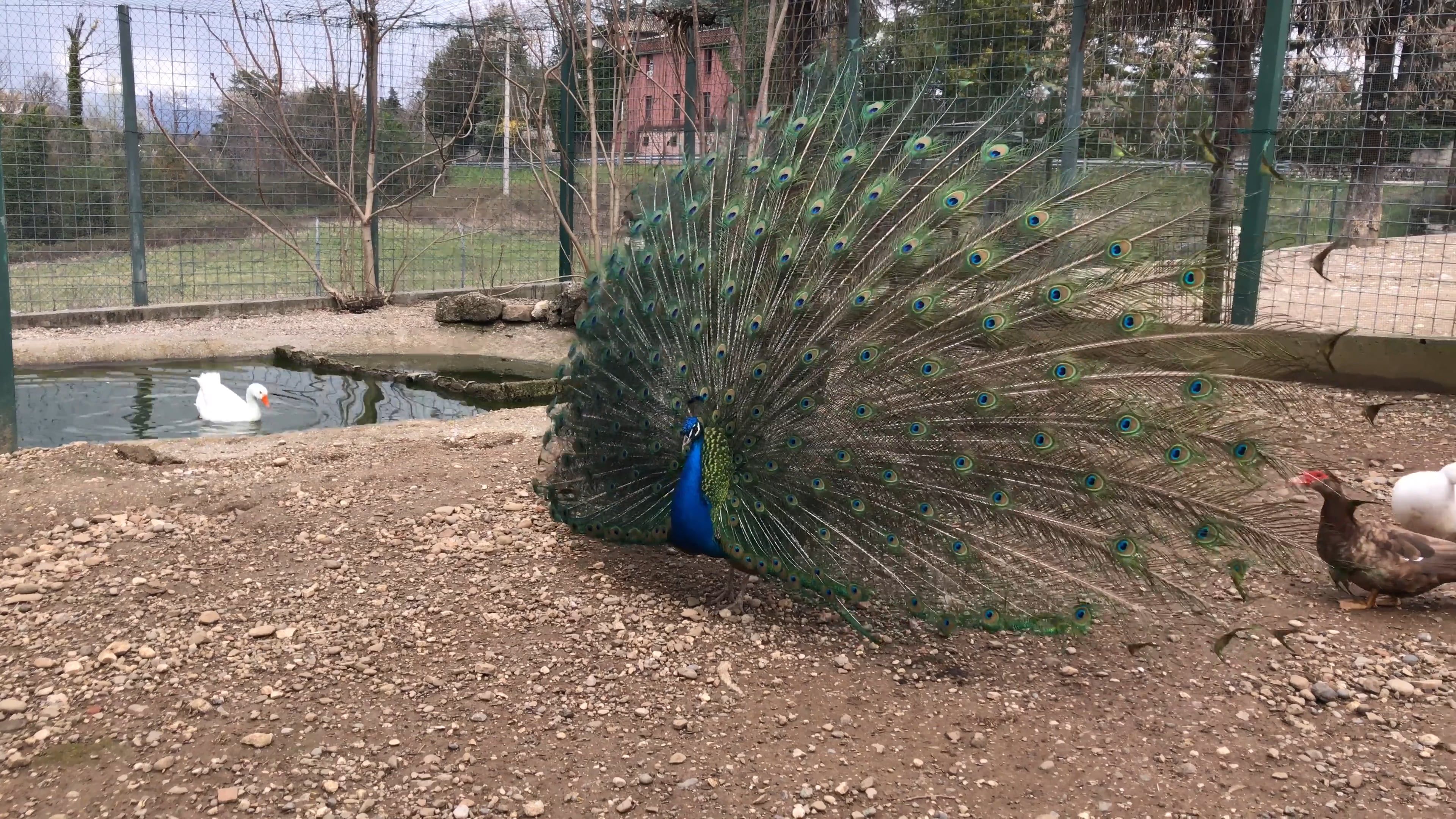 Zoo Fans Videos, Download The BEST Free 4k Stock Video Footage & Zoo ...
