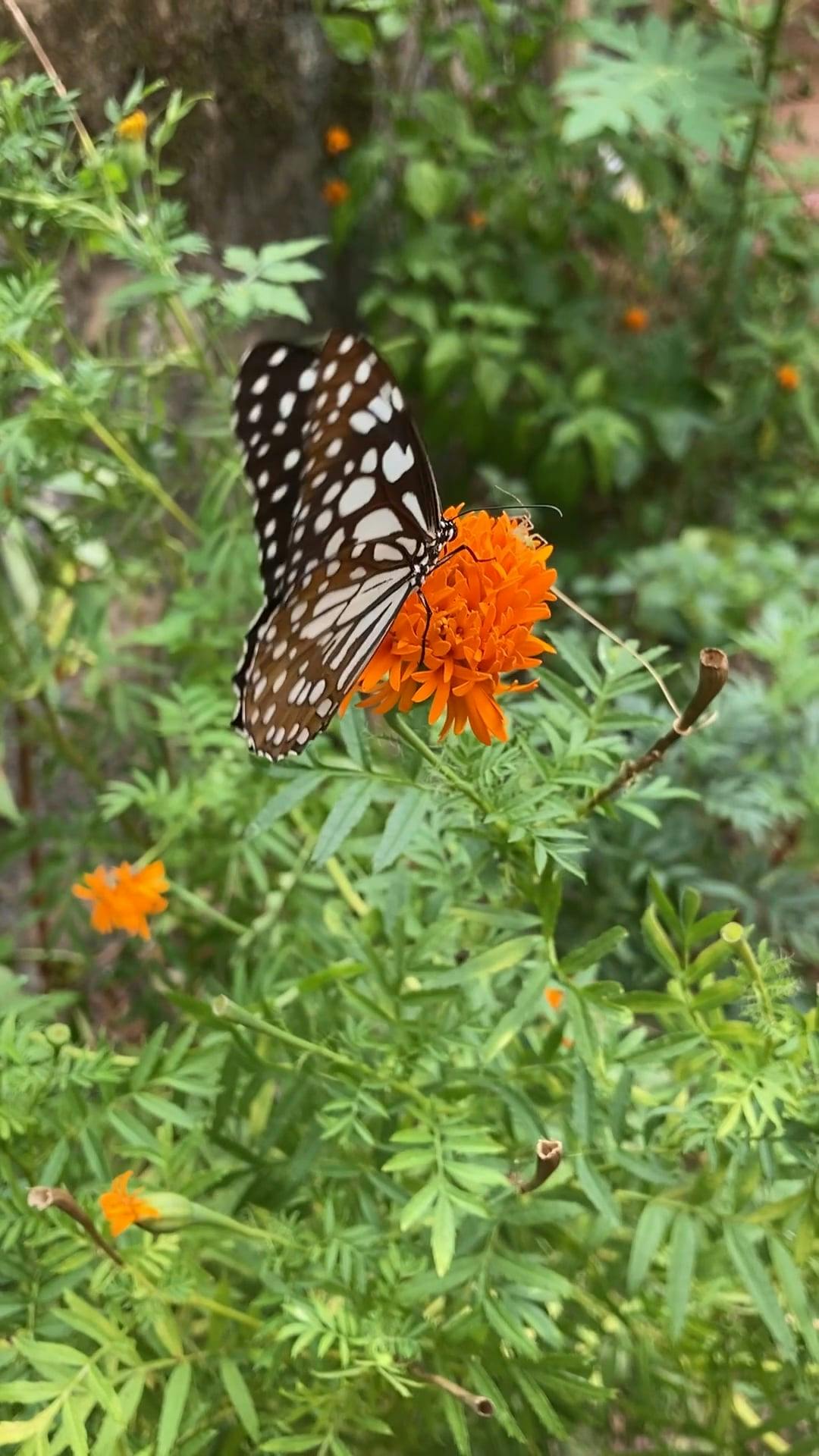 Butterfly Perching on a Flower Free Stock Video Footage, Royalty-Free ...