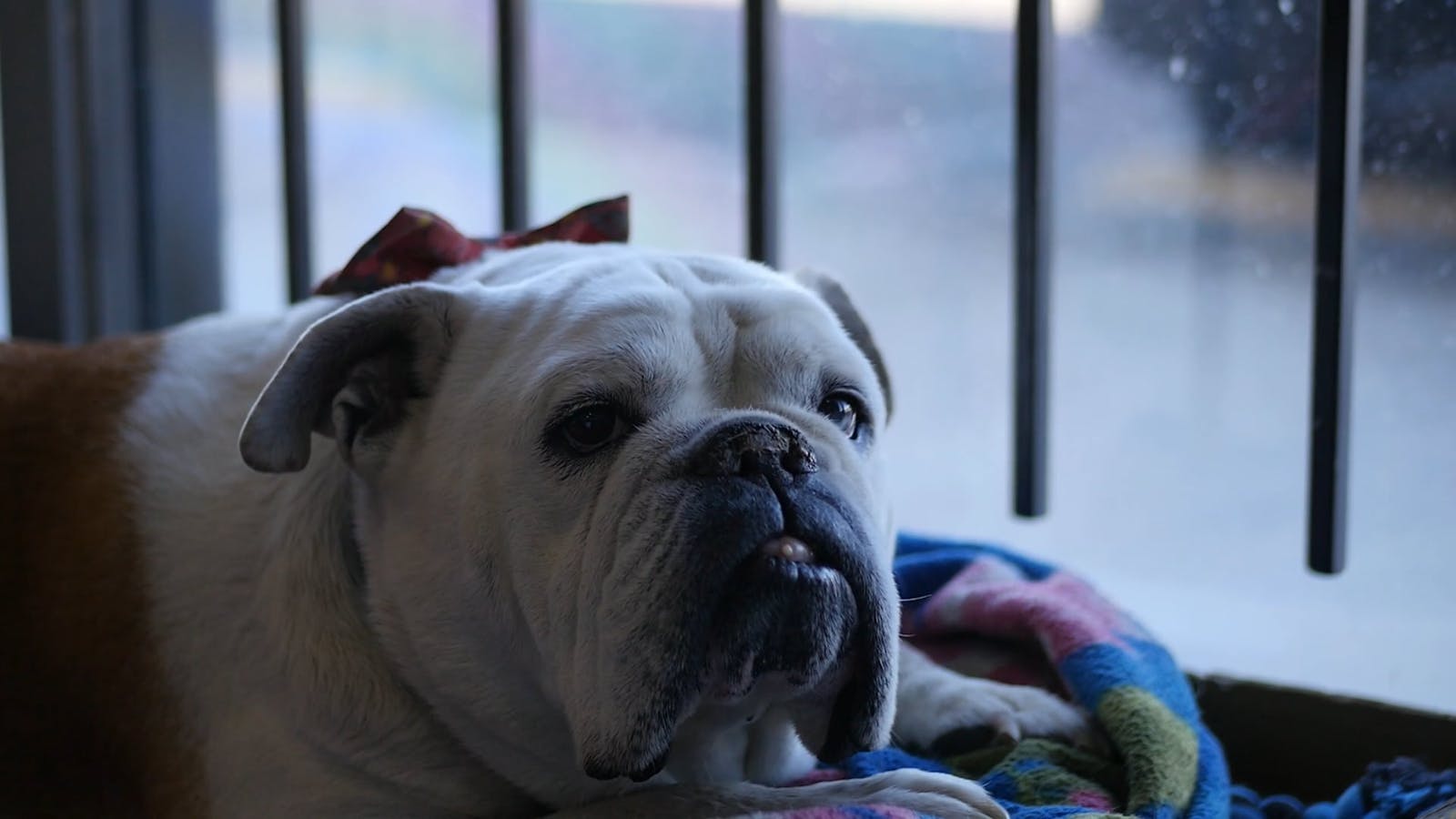 Dog Head Shot Videos, Download The BEST Free 4k Stock Video Footage ...