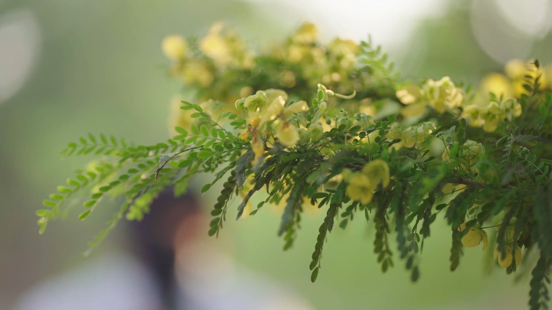 Tiny Wild Flowers In Close View Free Stock Video Footage, Royalty-Free ...