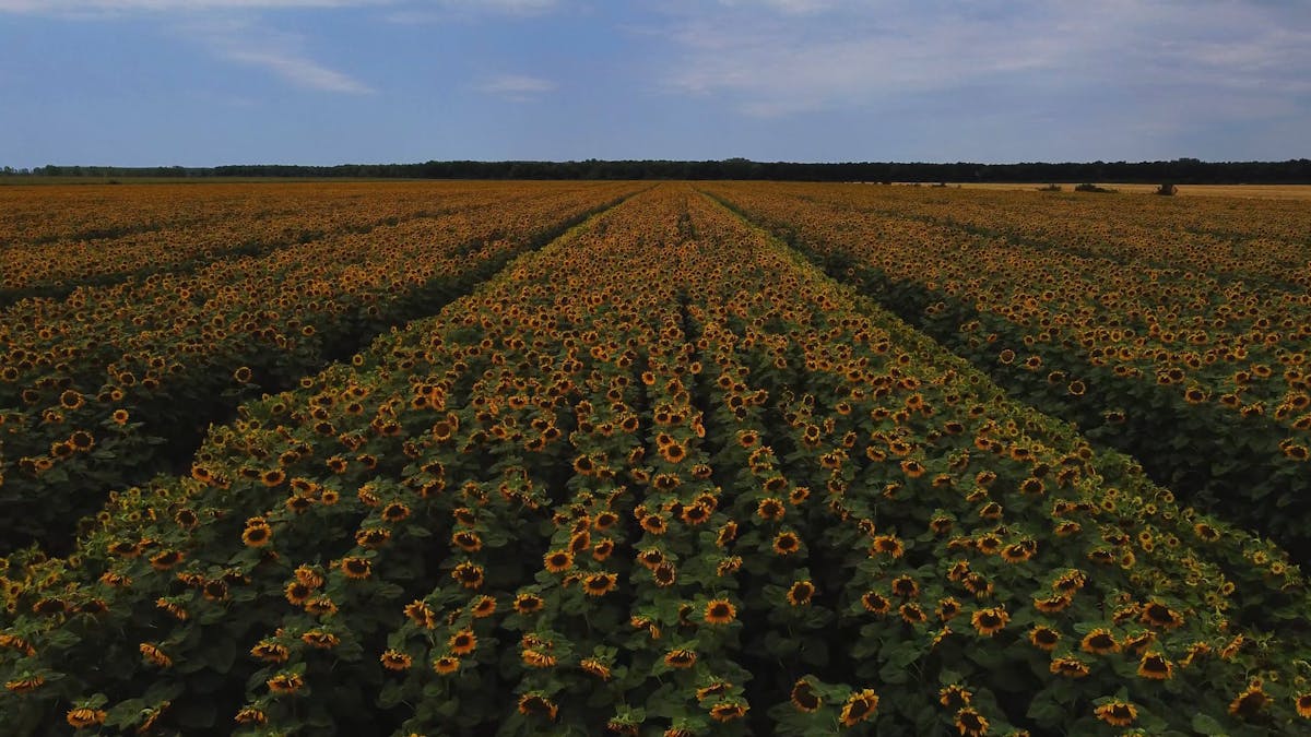Sunflower Farm Videos, Download The BEST Free 4k Stock Video Footage ...