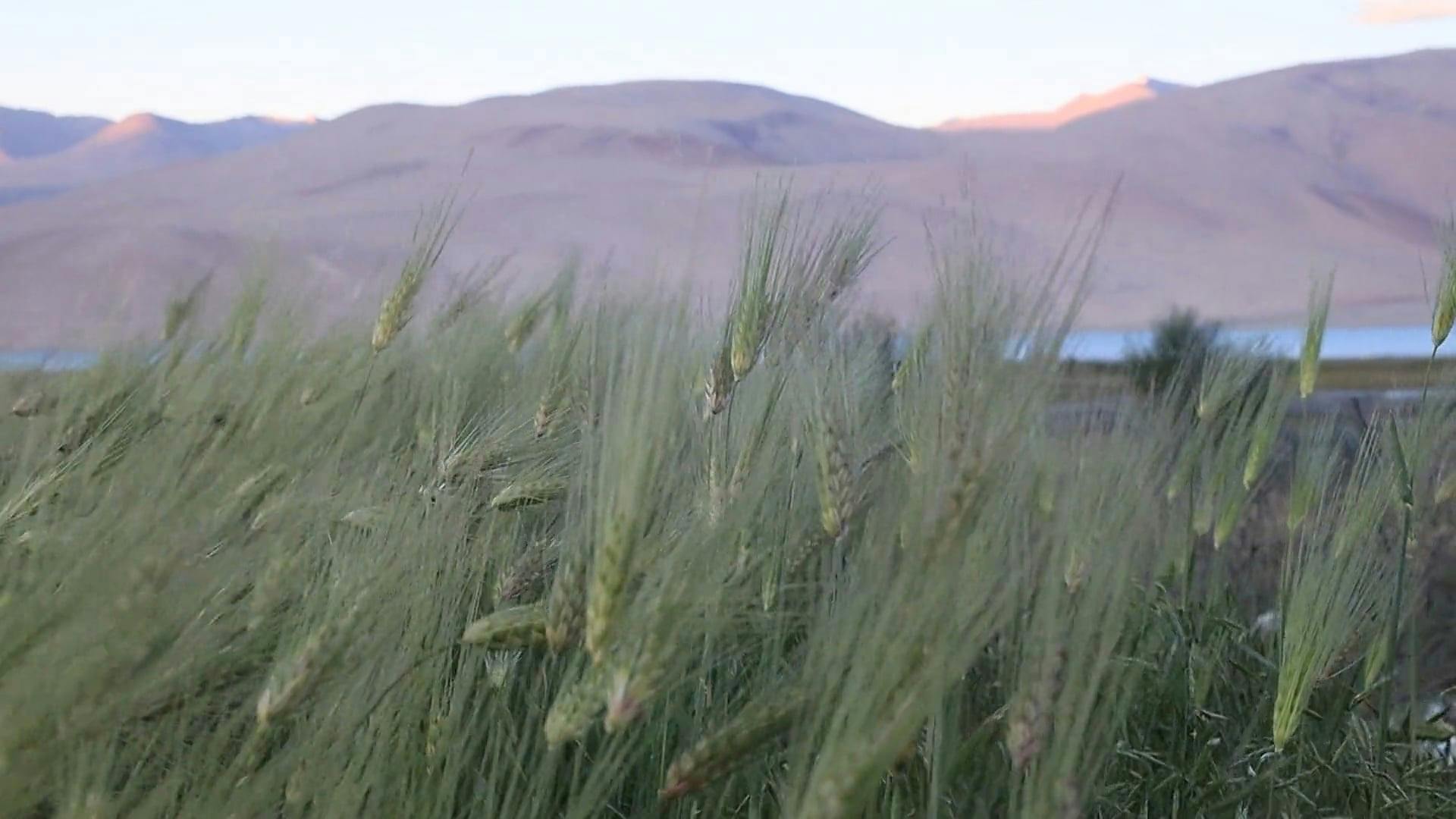 Waving Wheat Crops Against Hills Free Stock Video Footage, Royalty-Free ...