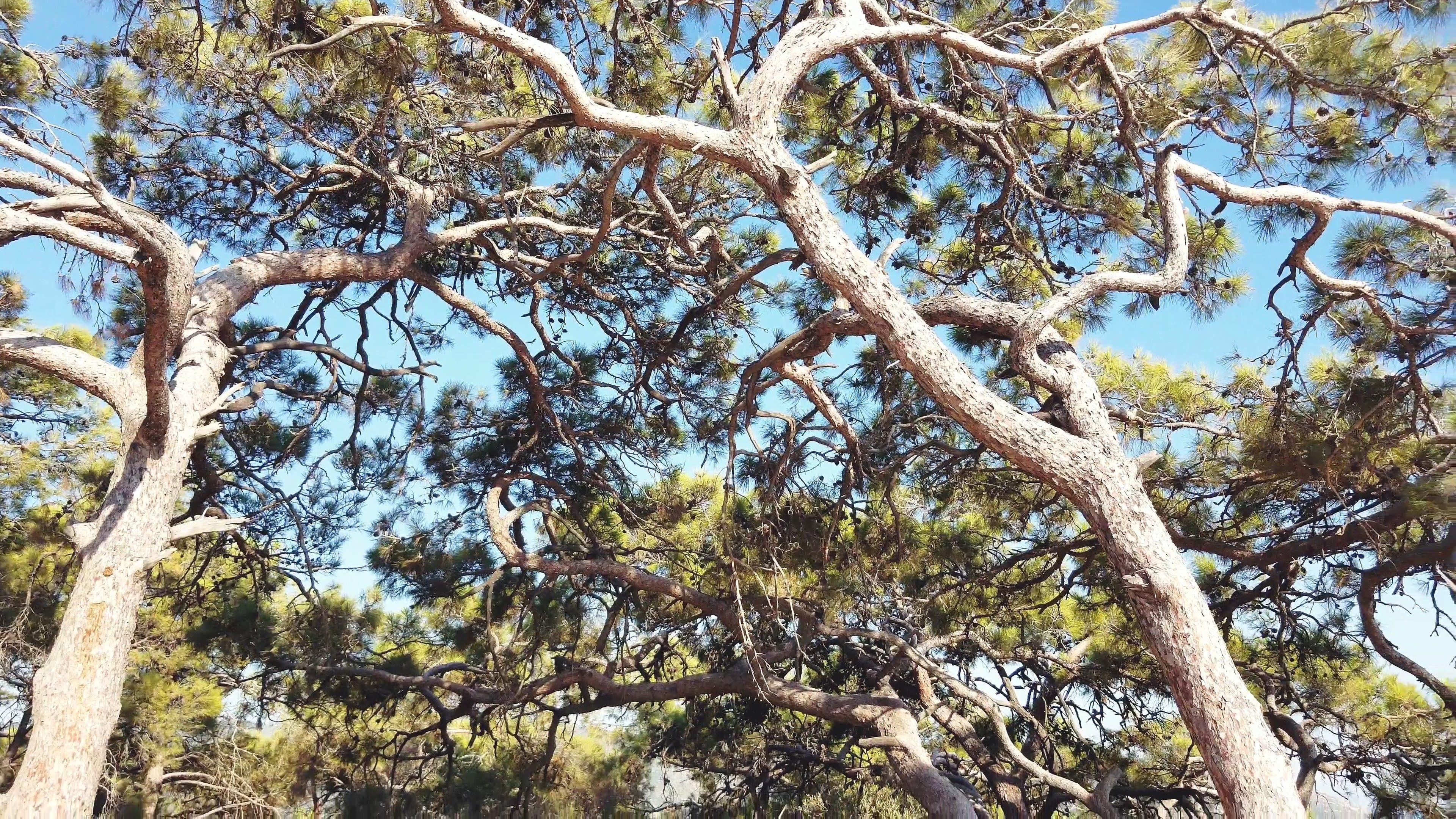 Crooked Trees in Pine Forest Free Stock Video Footage, Royalty-Free 4K ...