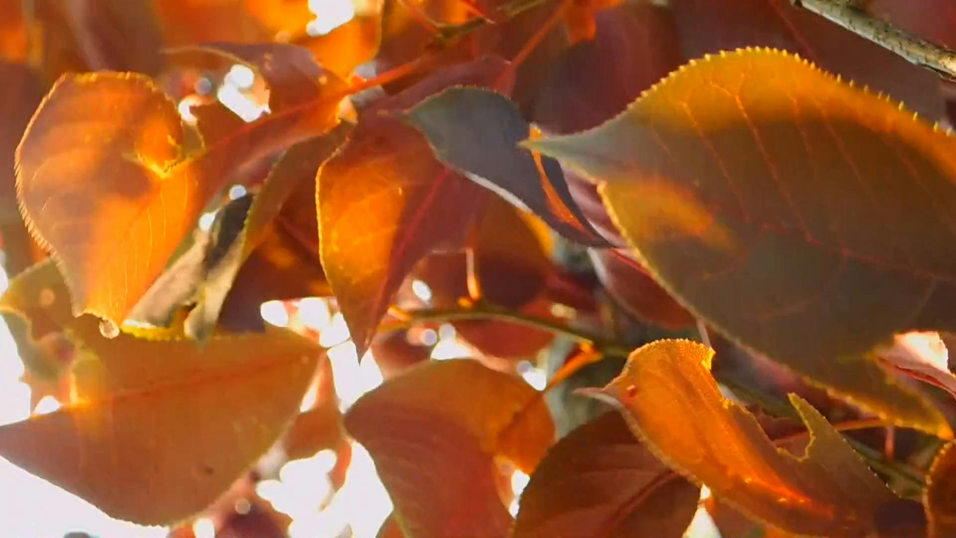 Daytime Video Of Nature Free Stock Video Footage, Royalty-Free 4K & HD ...