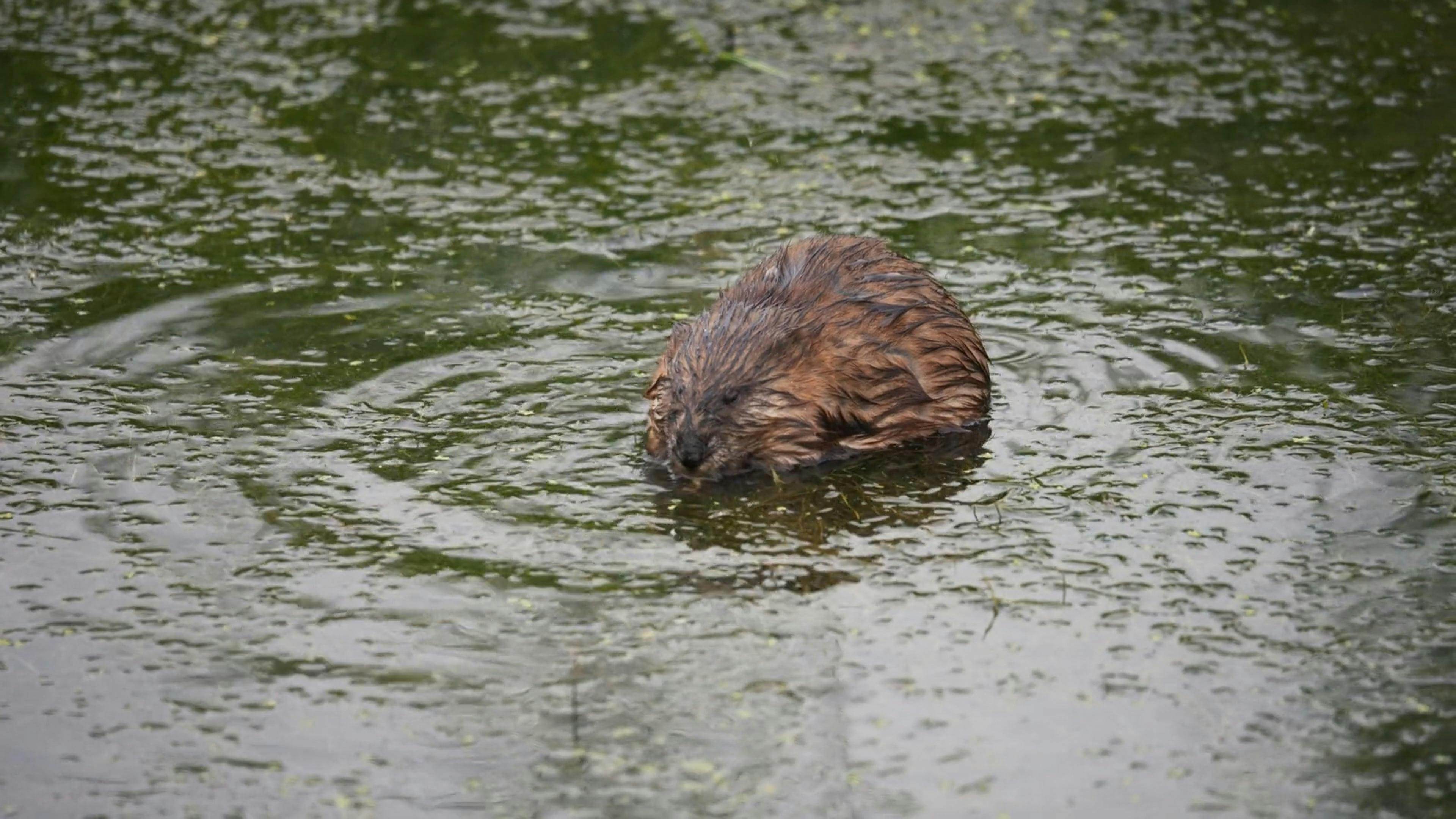 American Beaver Videos, Download The BEST Free 4k Stock Video Footage ...