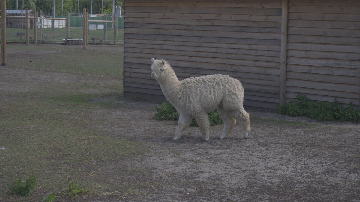 Alpaca+Singing Videos, Download The BEST Free 4k Stock Video Footage ...