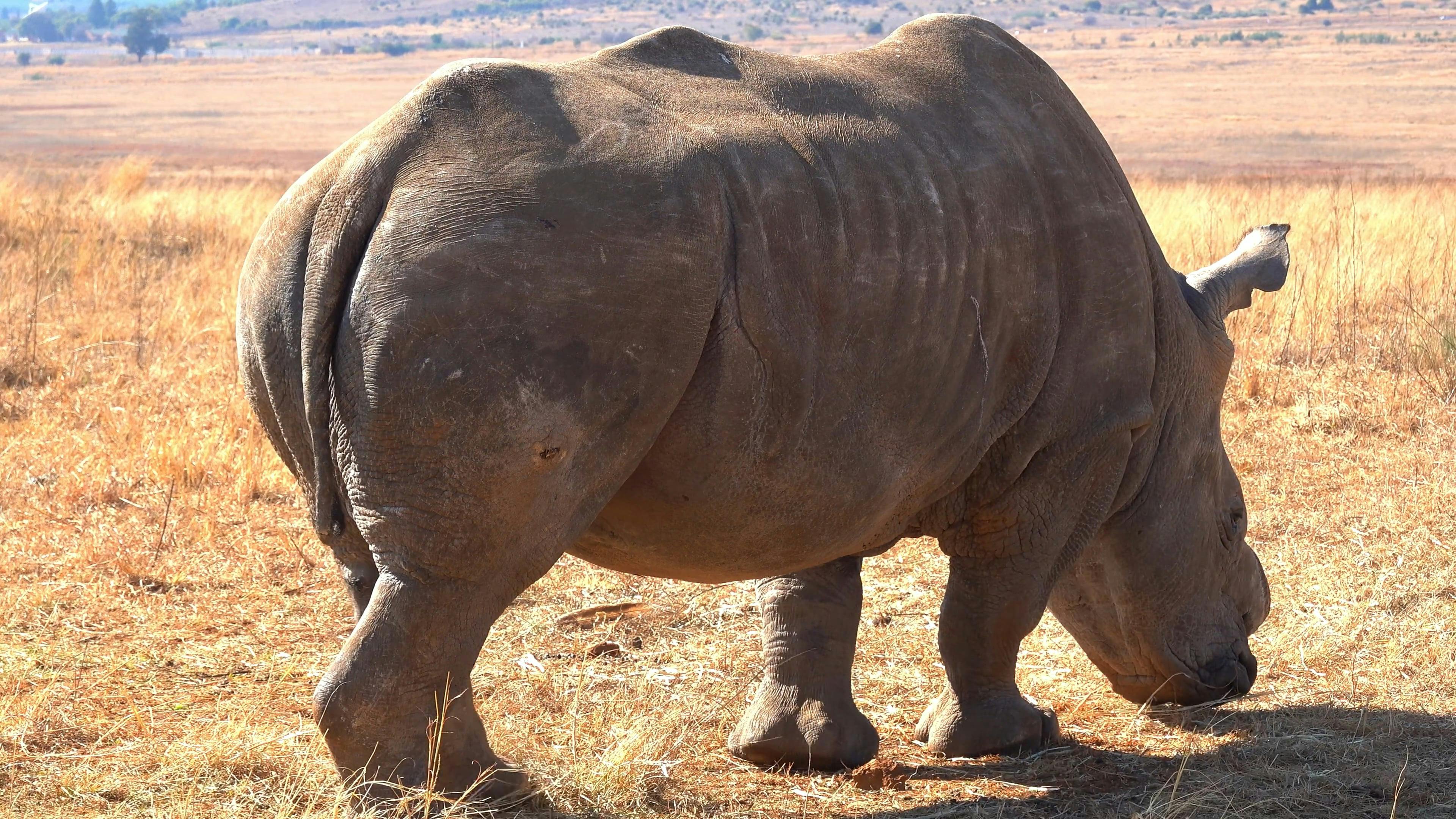 Rhino and Zebras Free Stock Video Footage, Royalty-Free 4K & HD Video Clip