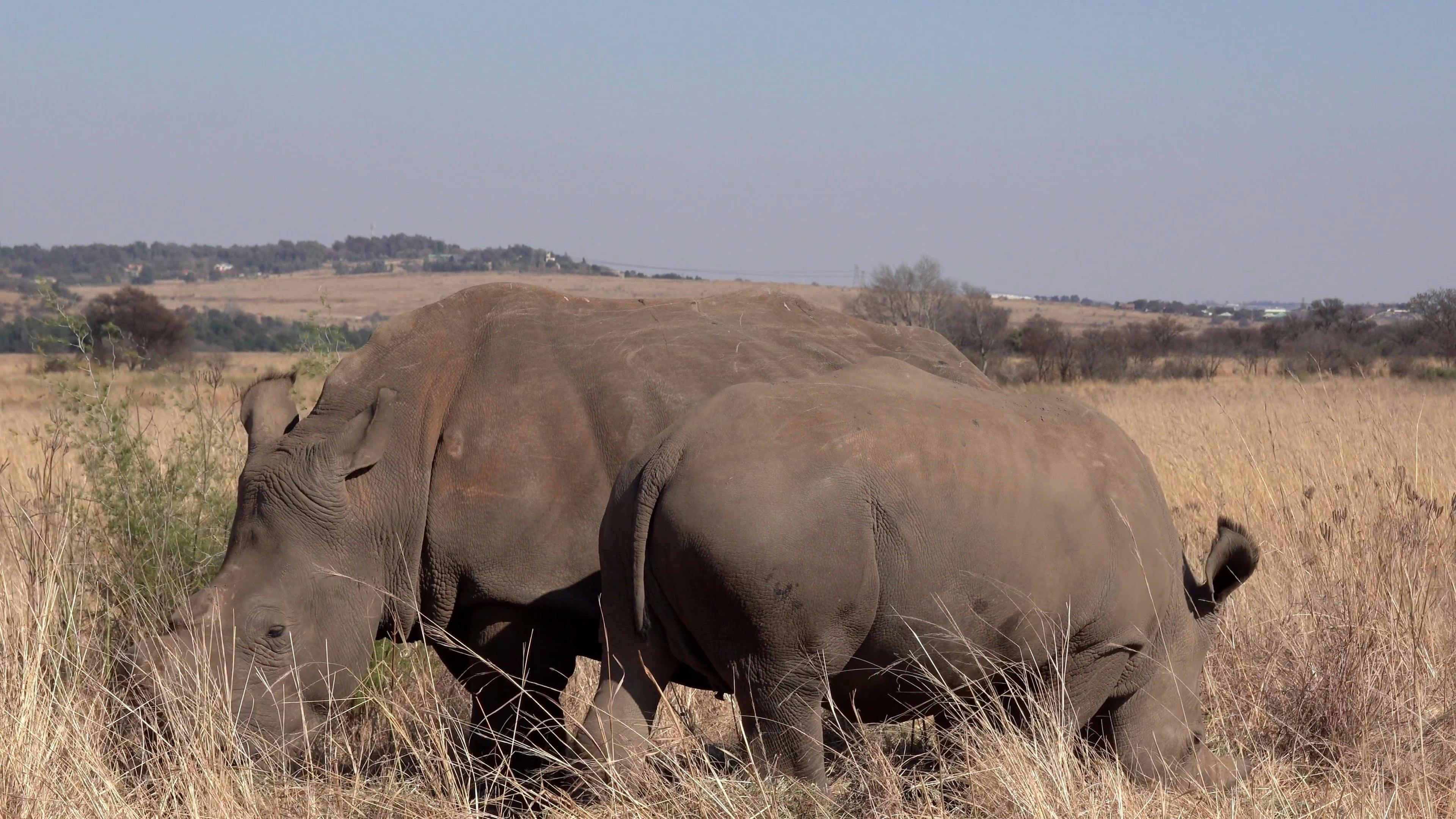 860+ Vidéos De Rhinocéros d afrique Libre de Droit, Clips Vidéo de ...