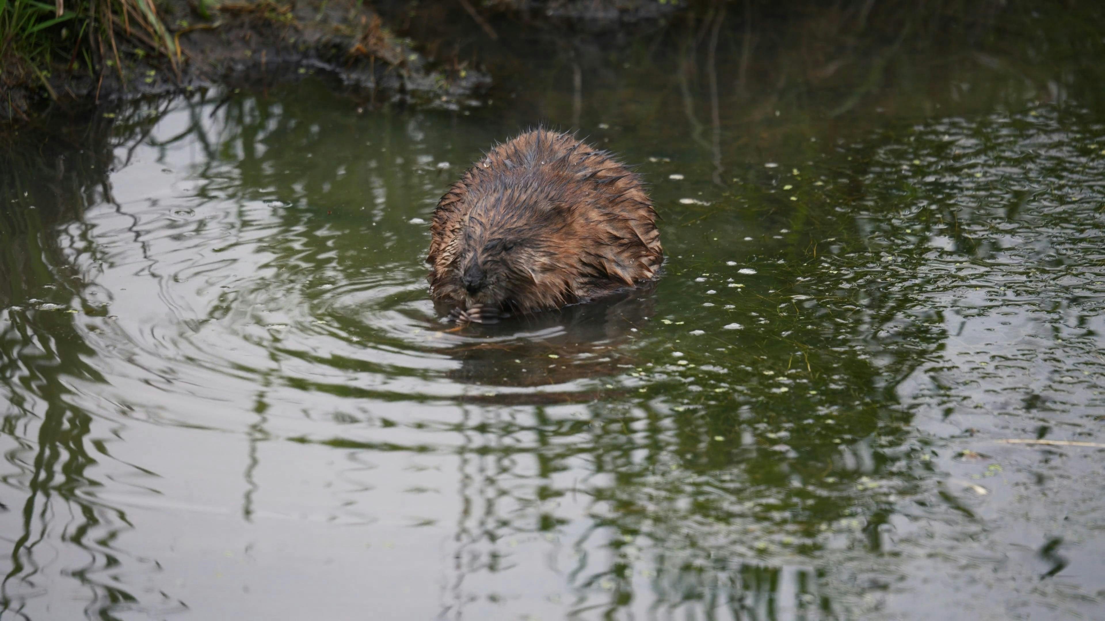 Beaver Drinking Water Free Stock Video Footage, Royalty-Free 4K & HD ...