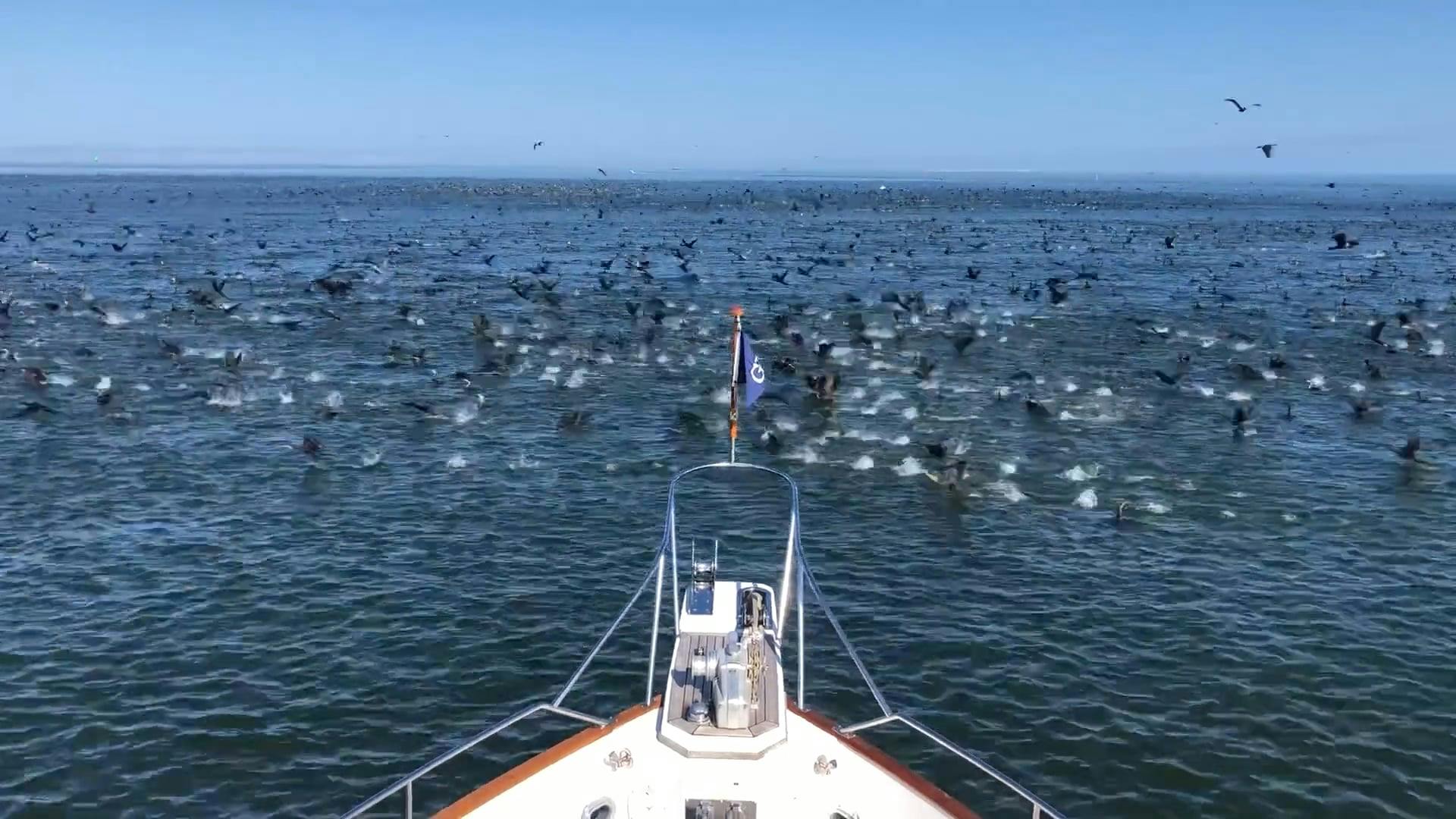 Birds Flying in front of Ship Free Stock Video Footage, Royalty-Free 4K ...