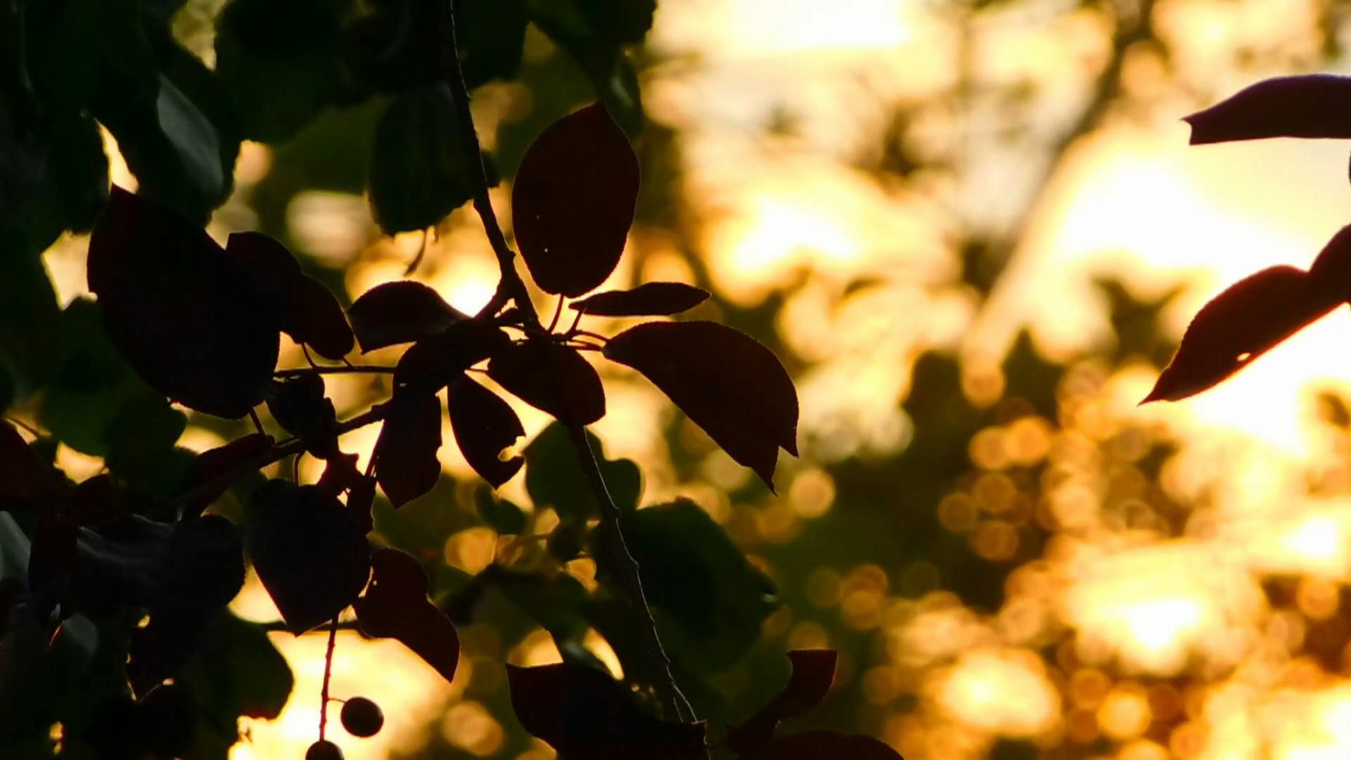 100,000+ Best Blur Photos · 100% Free Download · Pexels Stock Photos