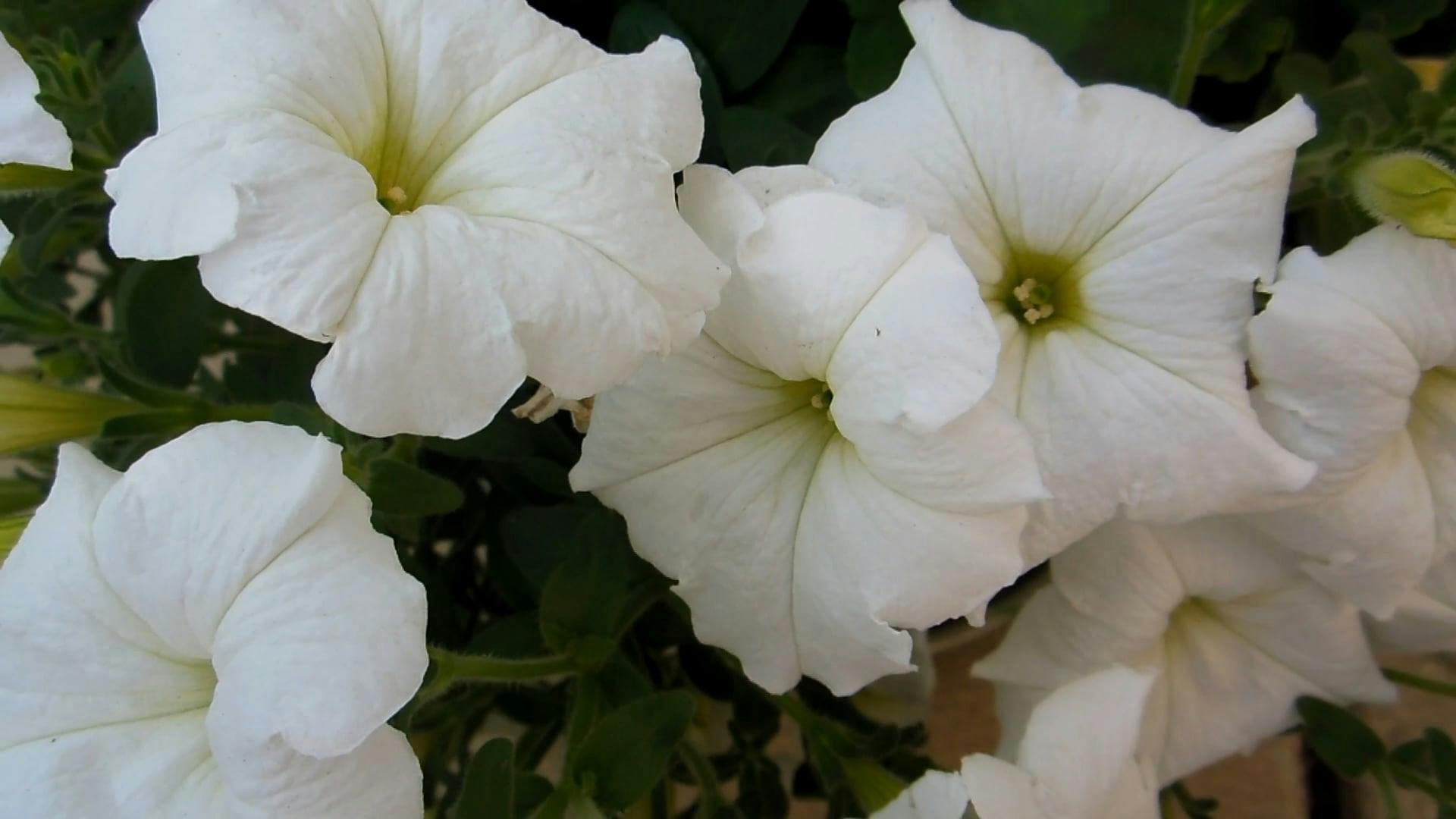 Flower Glooming Videos, Download The BEST Free 4k Stock Video Footage ...