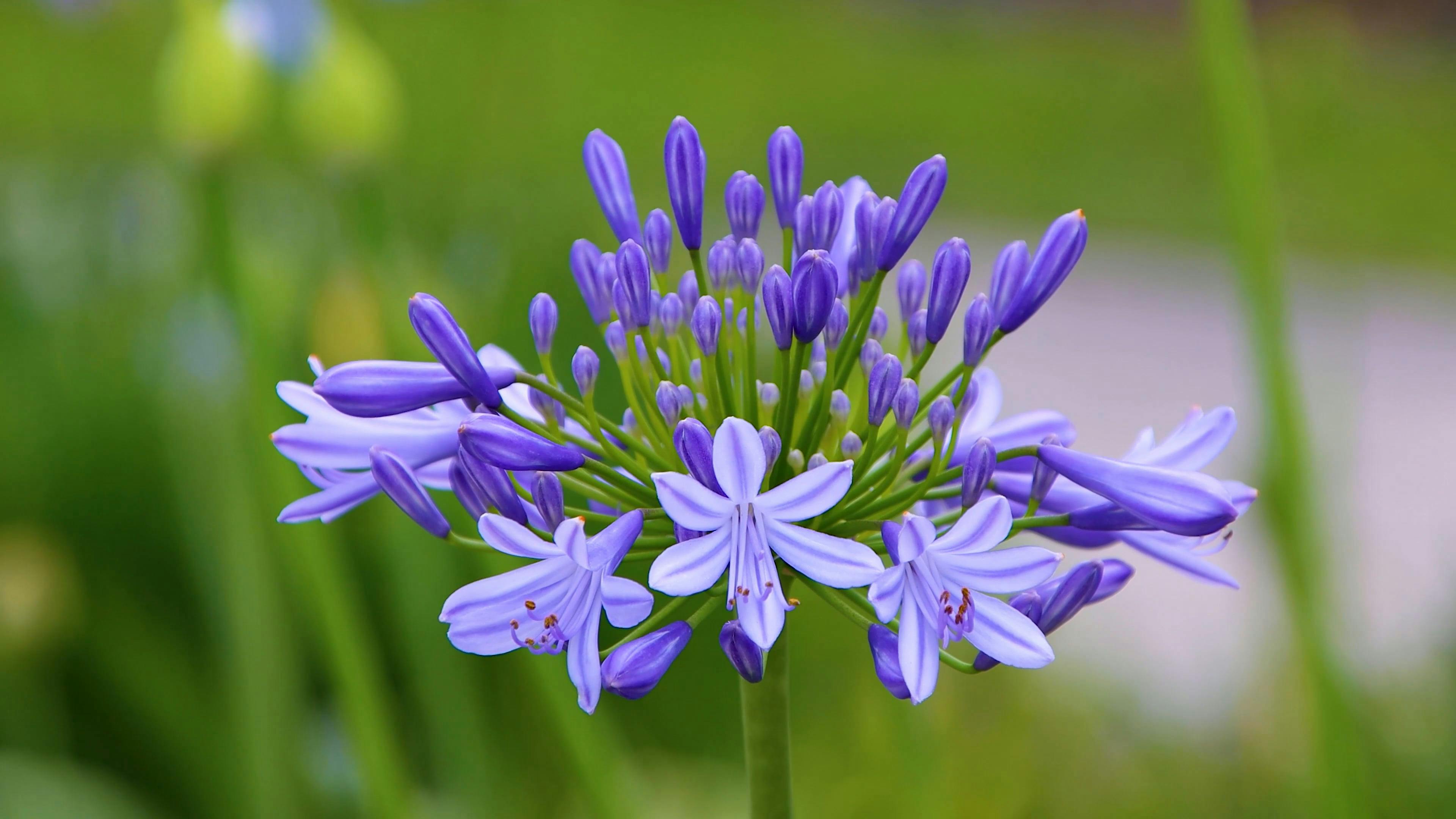 Vídeos de stock gratuitos sobre @al aire libre, agapanthus africanus ...