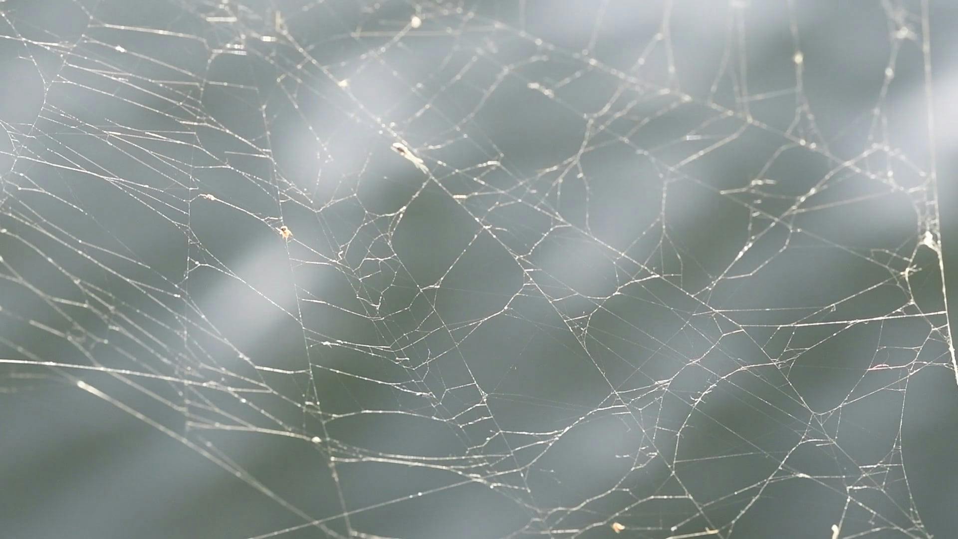 Thin Net Videos, Download The BEST Free 4k Stock Video Footage & Thin ...