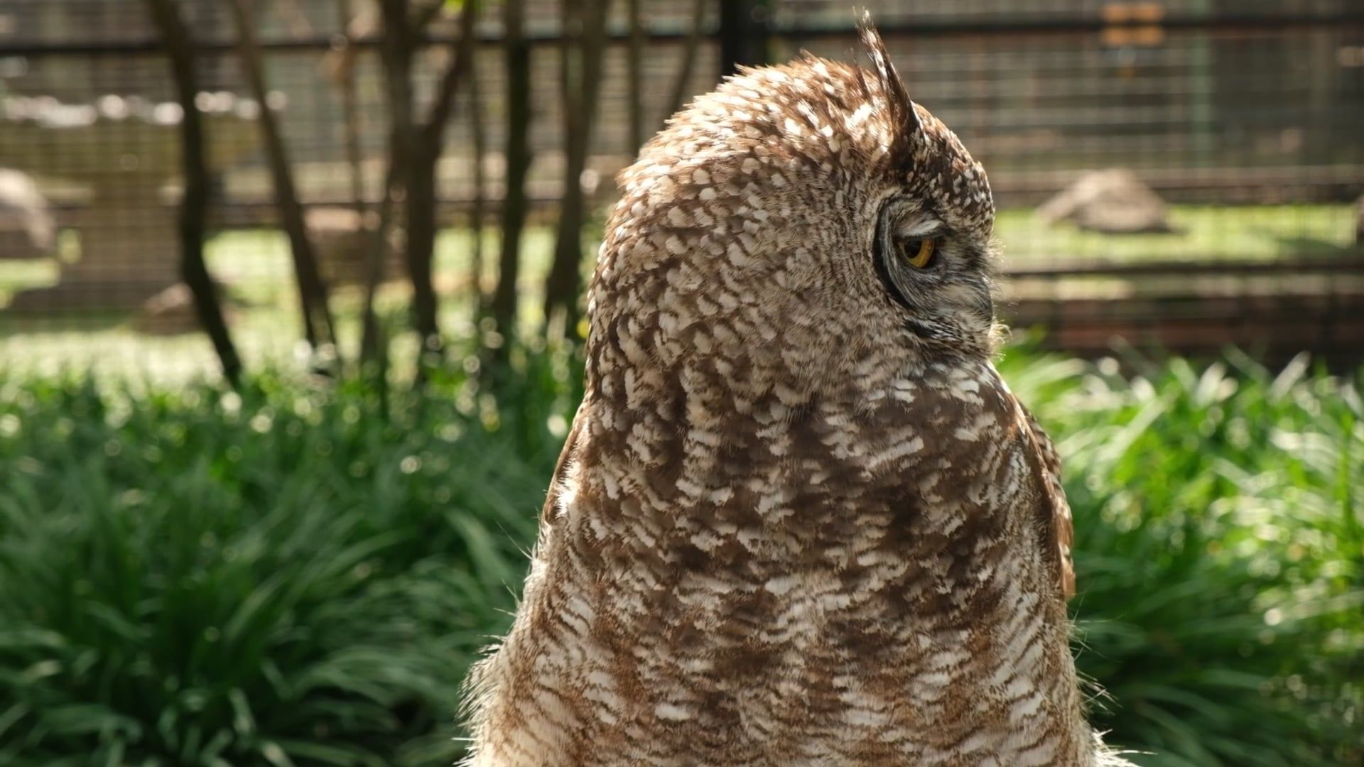 Owls Hunting Videos, Download The BEST Free 4k Stock Video Footage ...