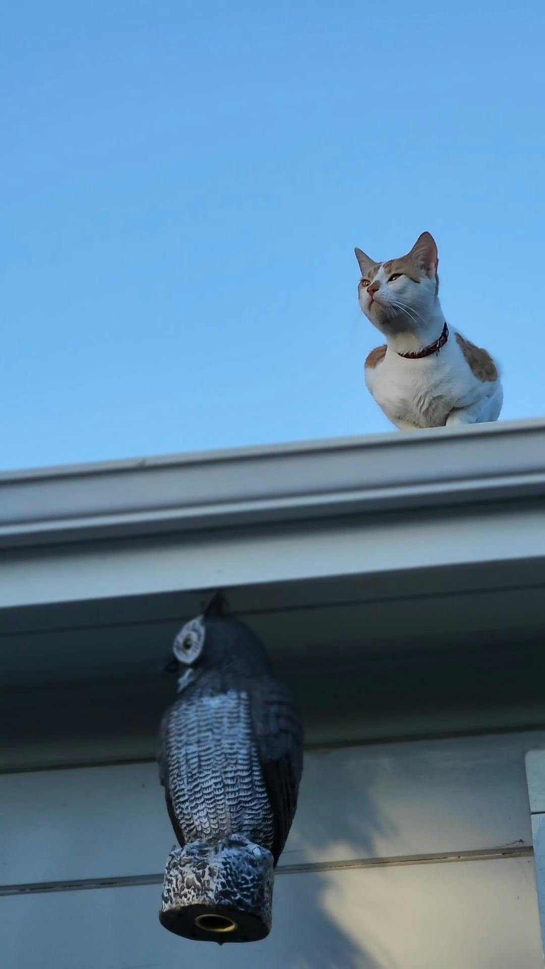 Vídeos de stock gratuitos sobre a distancia, al aire libre, alerta ...