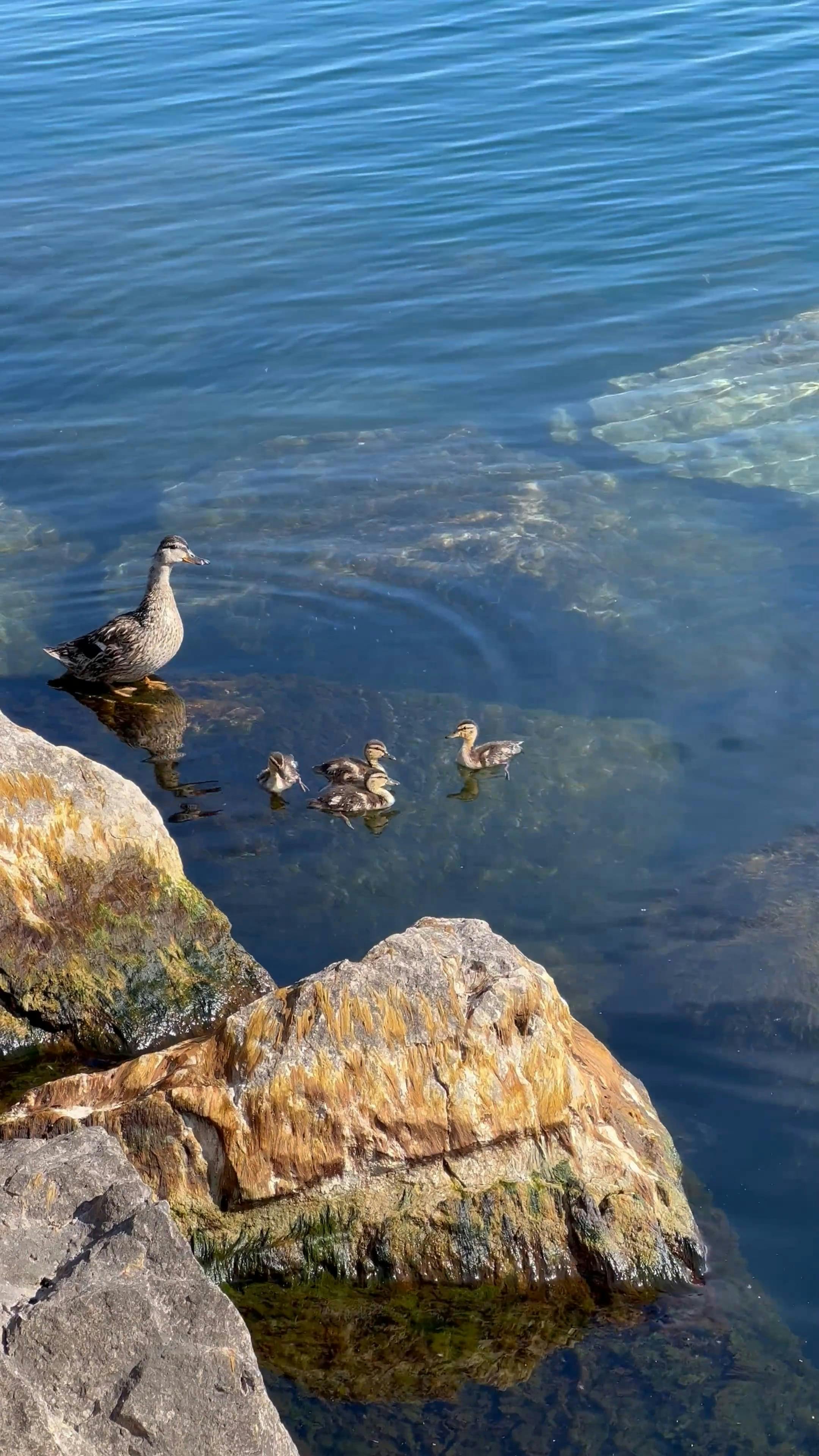 A Duck Family Resting On The Lakeside Free Stock Video Footage, Royalty ...