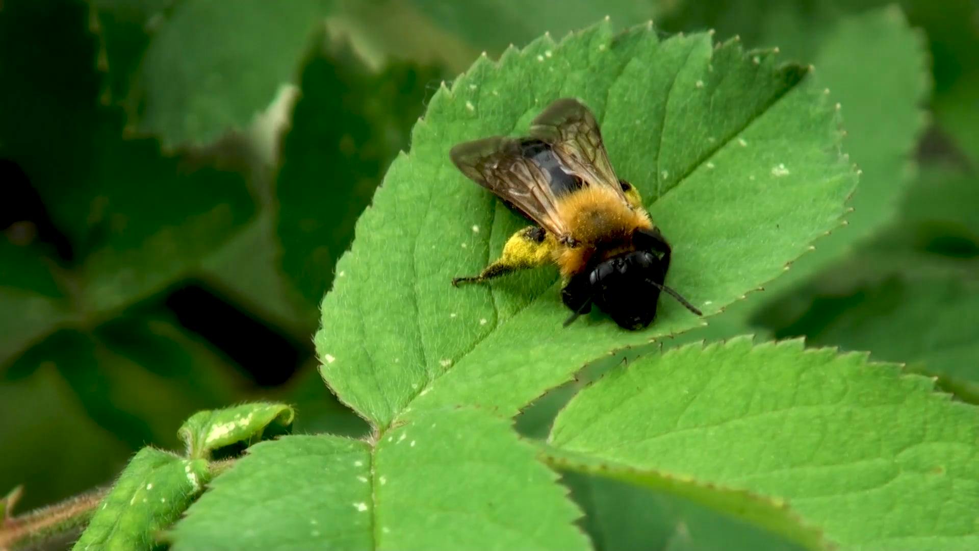 Aerial Insect Videos, Download The BEST Free 4k Stock Video Footage ...