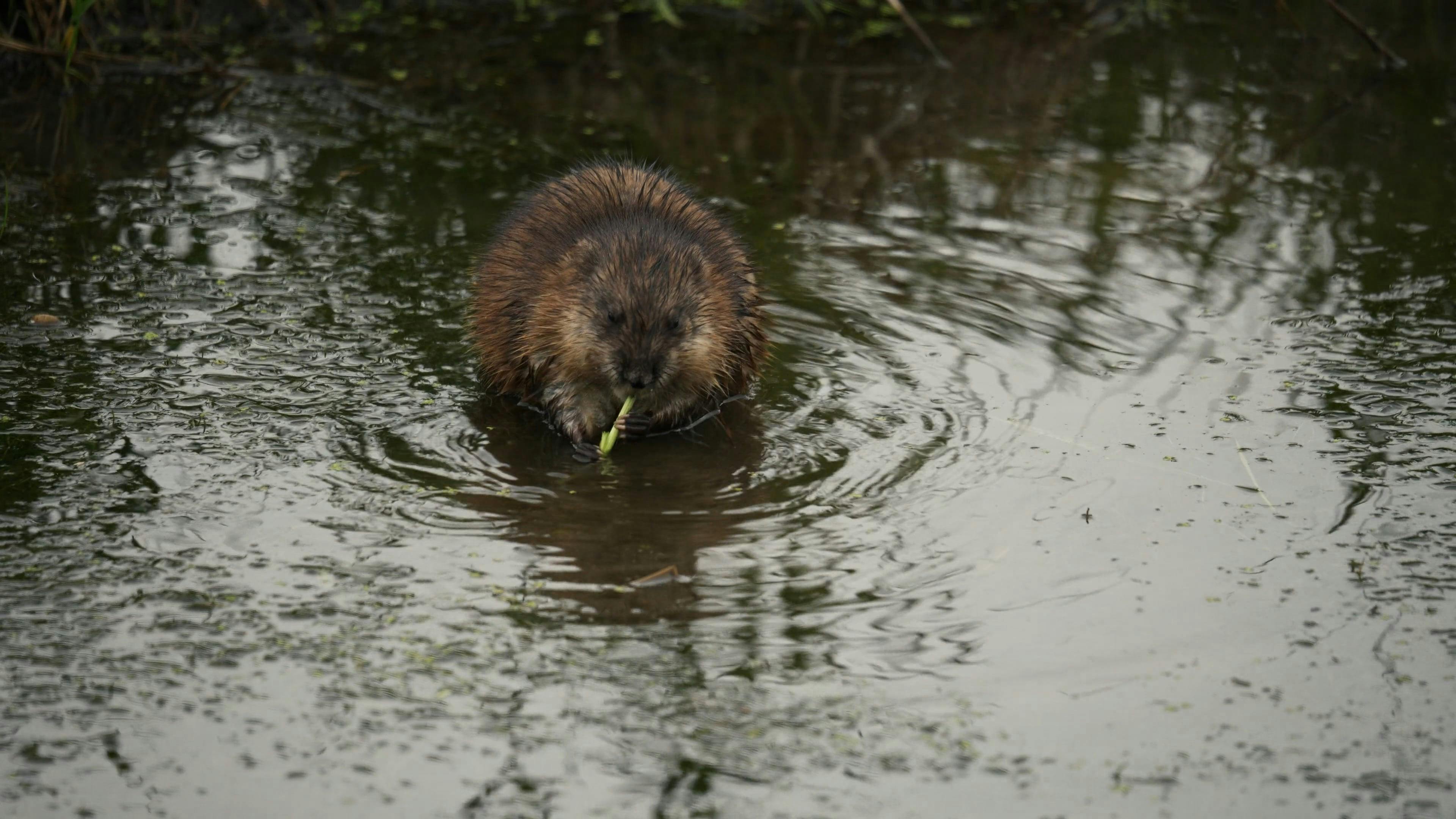 Beaver in Water Free Stock Video Footage, Royalty-Free 4K & HD Video Clip