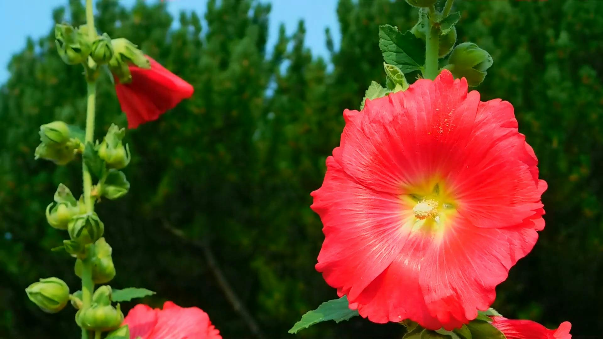 Video Of Flower Blooming · Free Stock Video