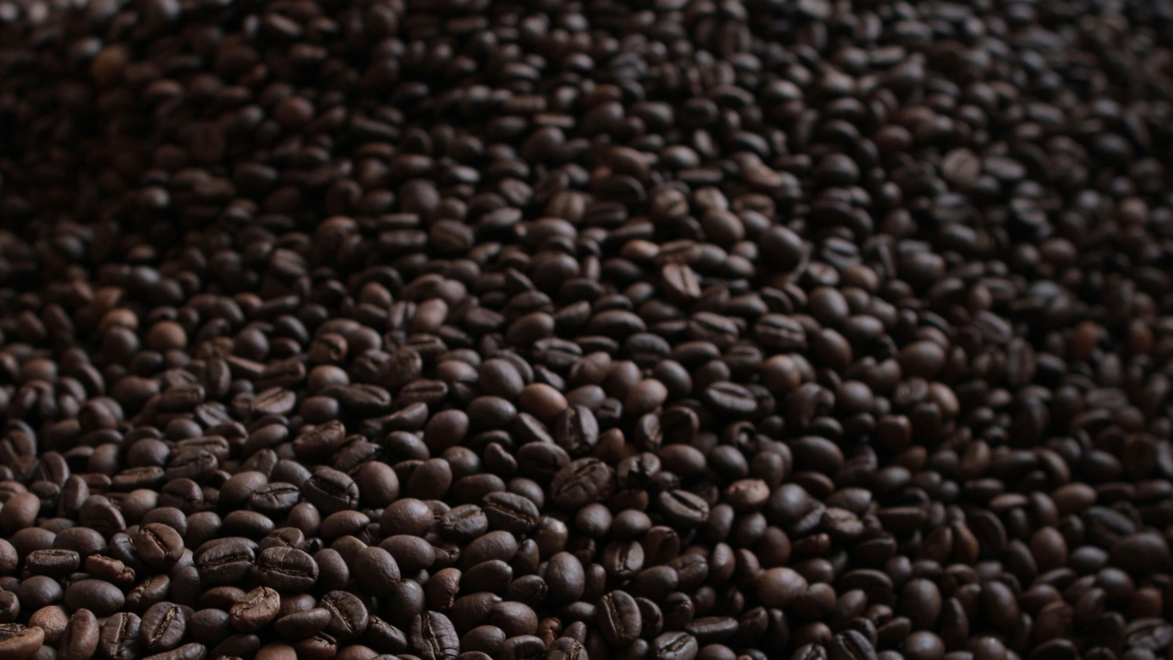 Vídeo profissional gratuito de agricultura de café, agricultura ...