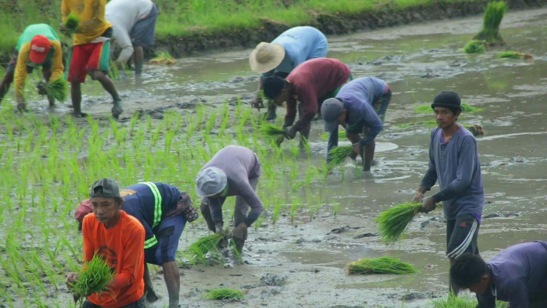 A Group of Farm Workers Harvesting Rice in a Flooded Field Free Stock ...