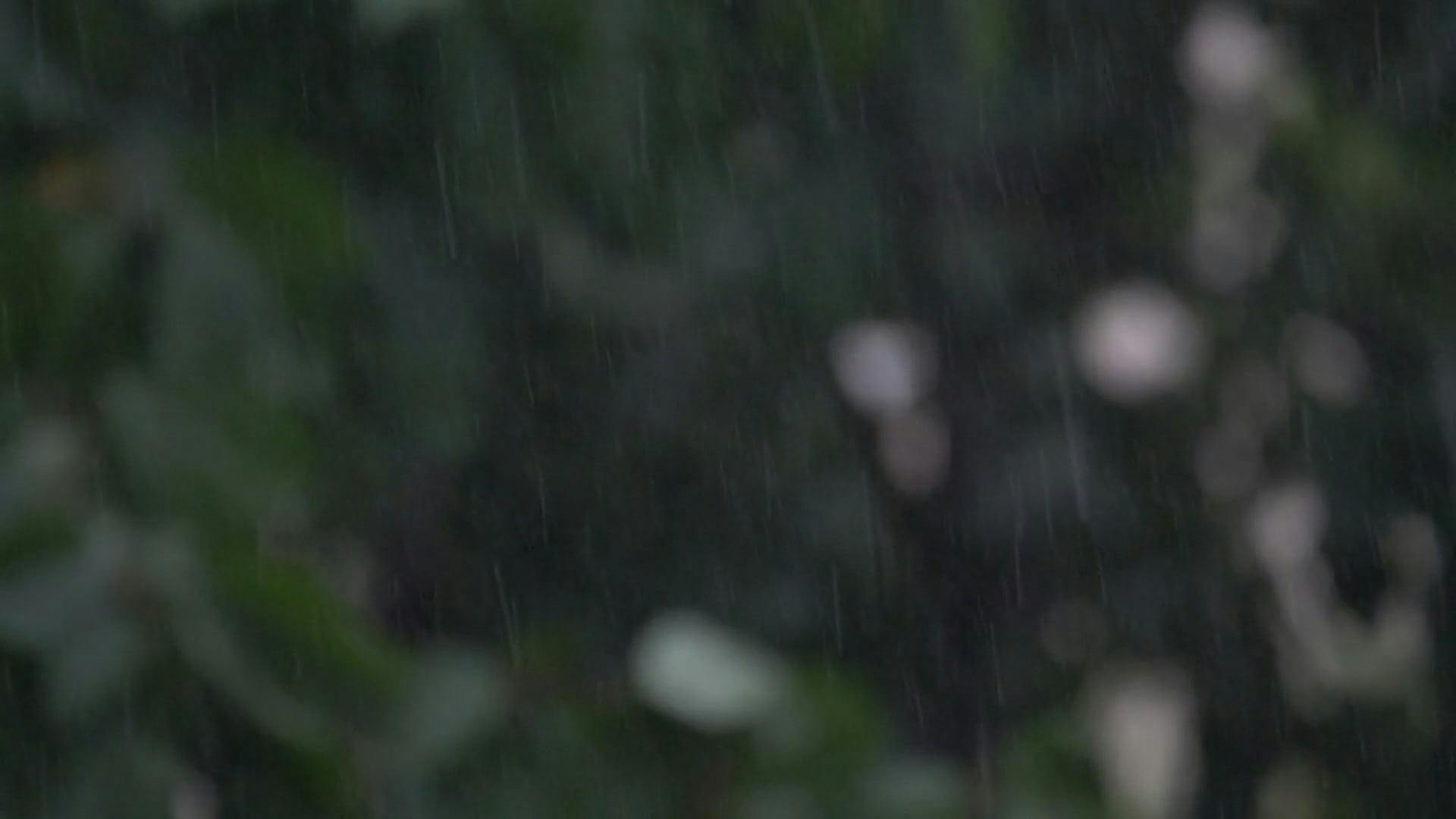 Heavy Rain Against Foliage Free Stock Video Footage, Royalty-Free 4K ...