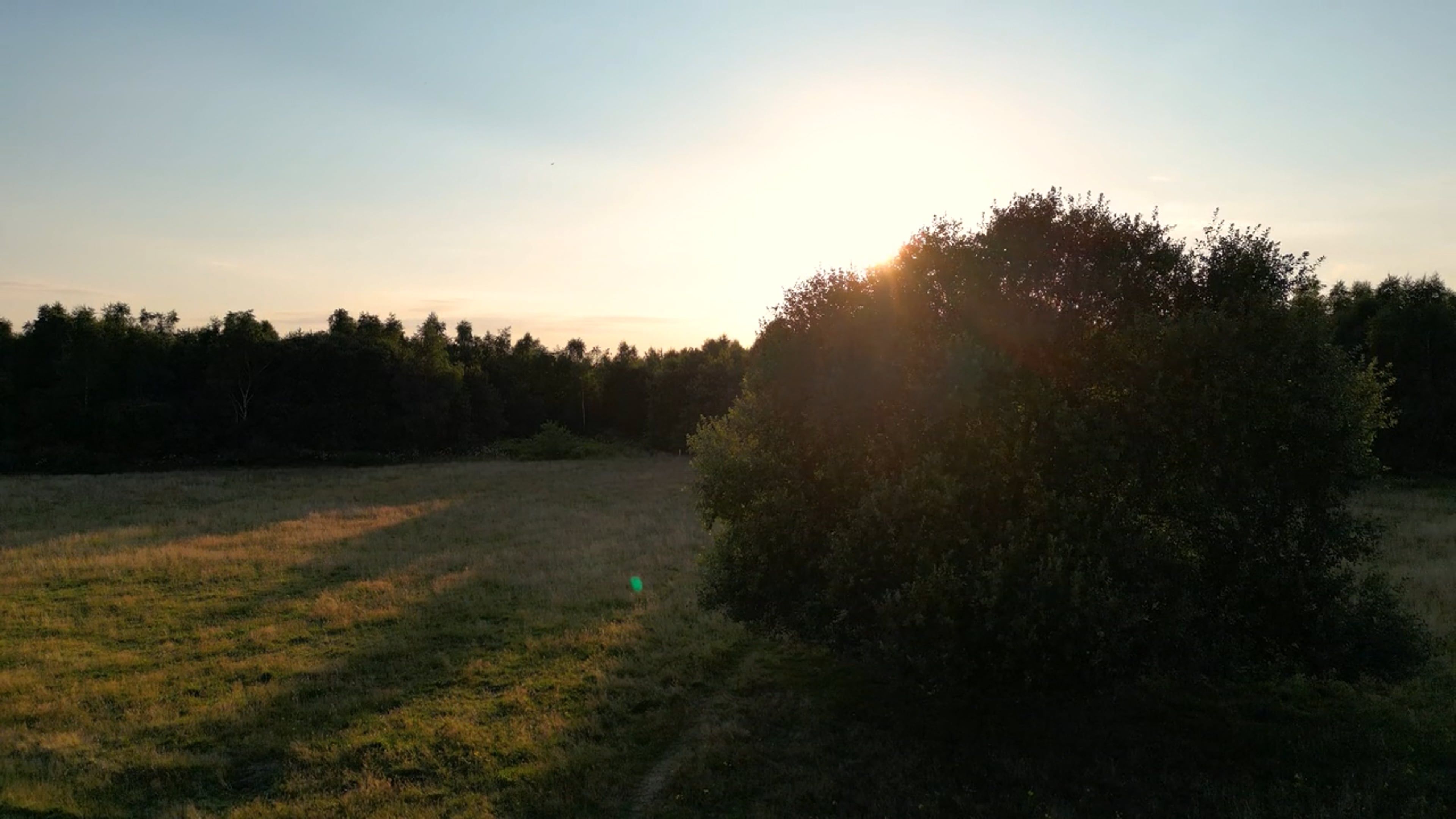 Beautiful Afternoon in the Forest Free Stock Video Footage, Royalty ...