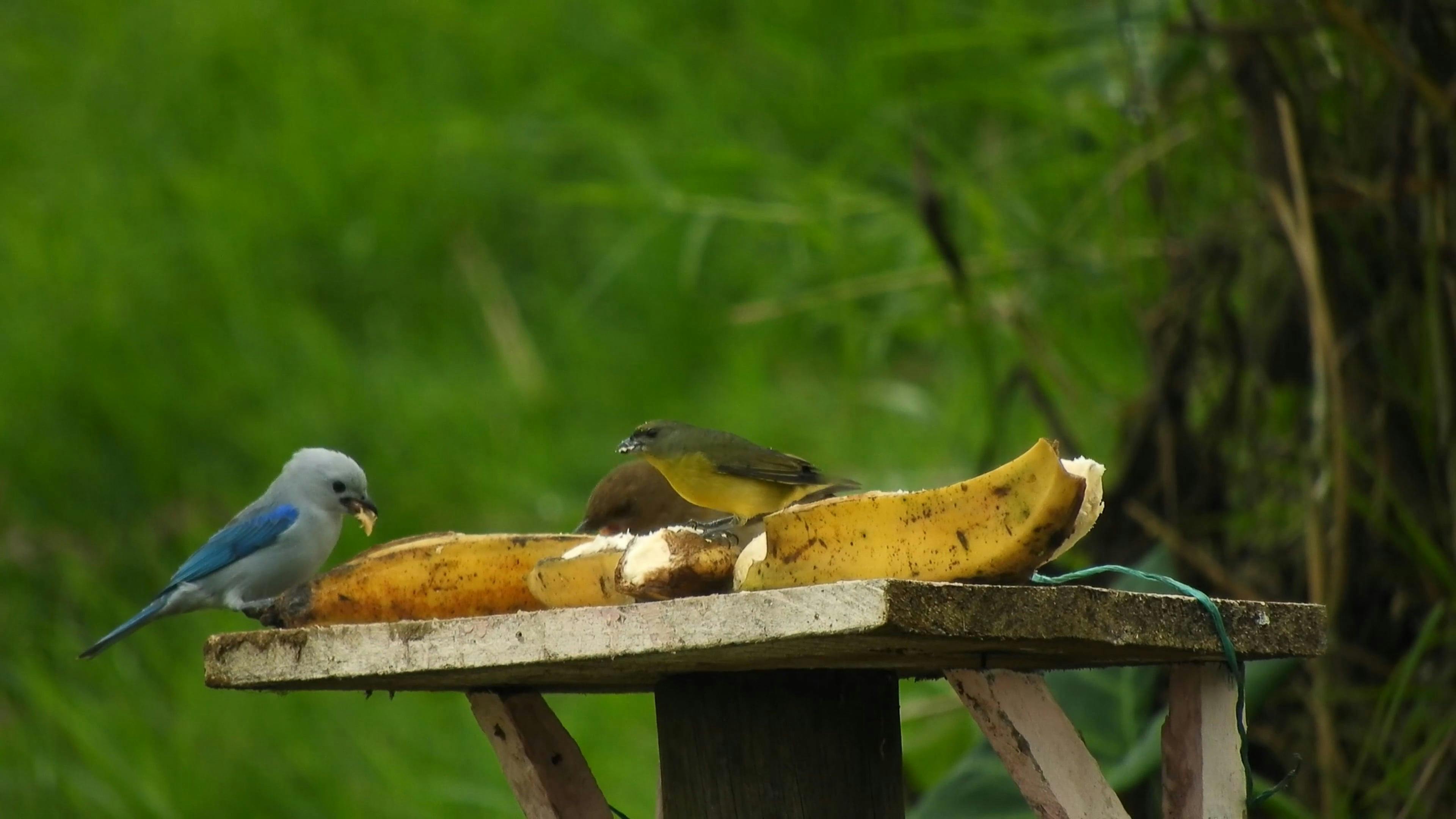 Vídeos de stock gratuitos sobre animales, aves, comiendo, de cerca ...